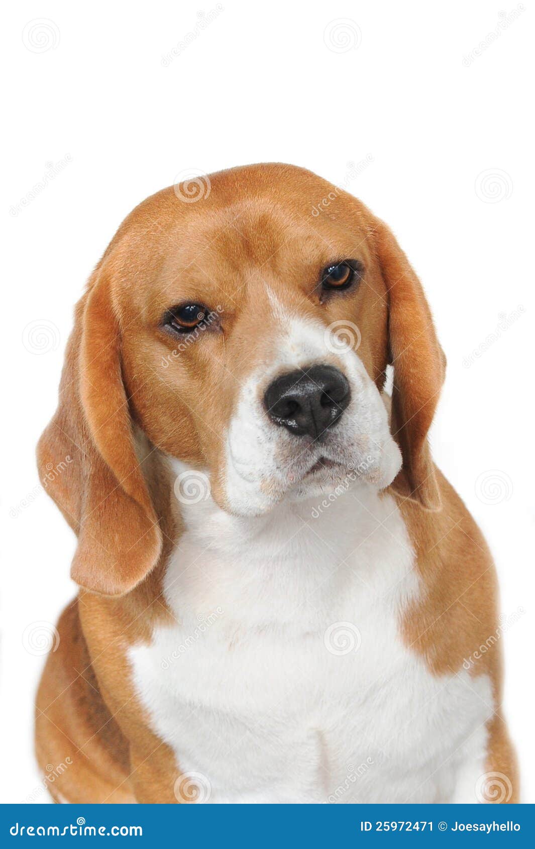Head shot Beagle stock image. Image of sadness, portrait - 25972471