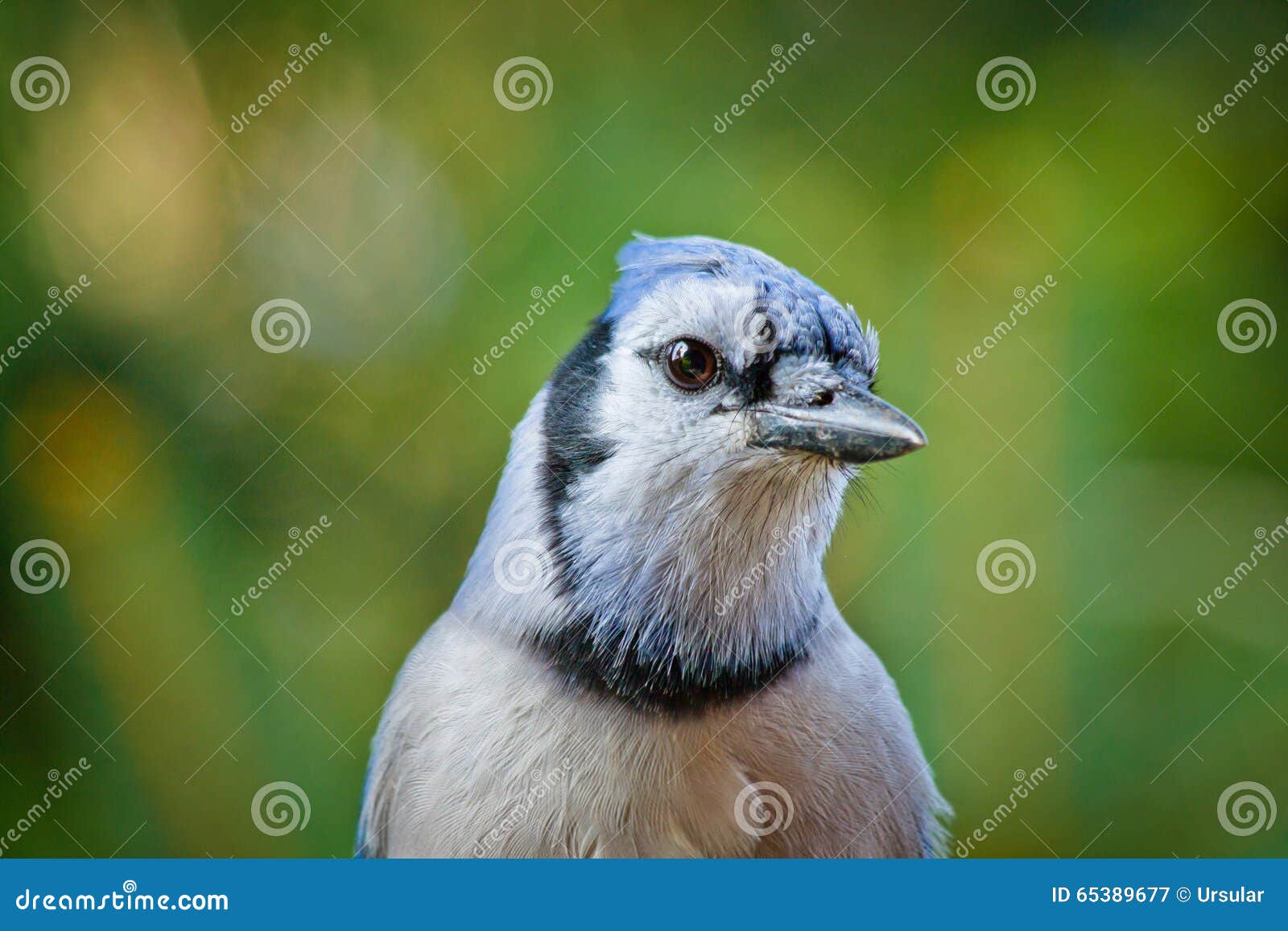 Head Shot of a Beautiful Blue Jay Stock Image - Image of nature ...