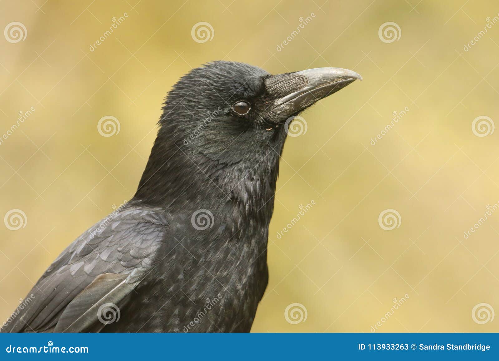 A Head Shot of a Stunning Carrion Crow Corvus Corone. Stock Image ...