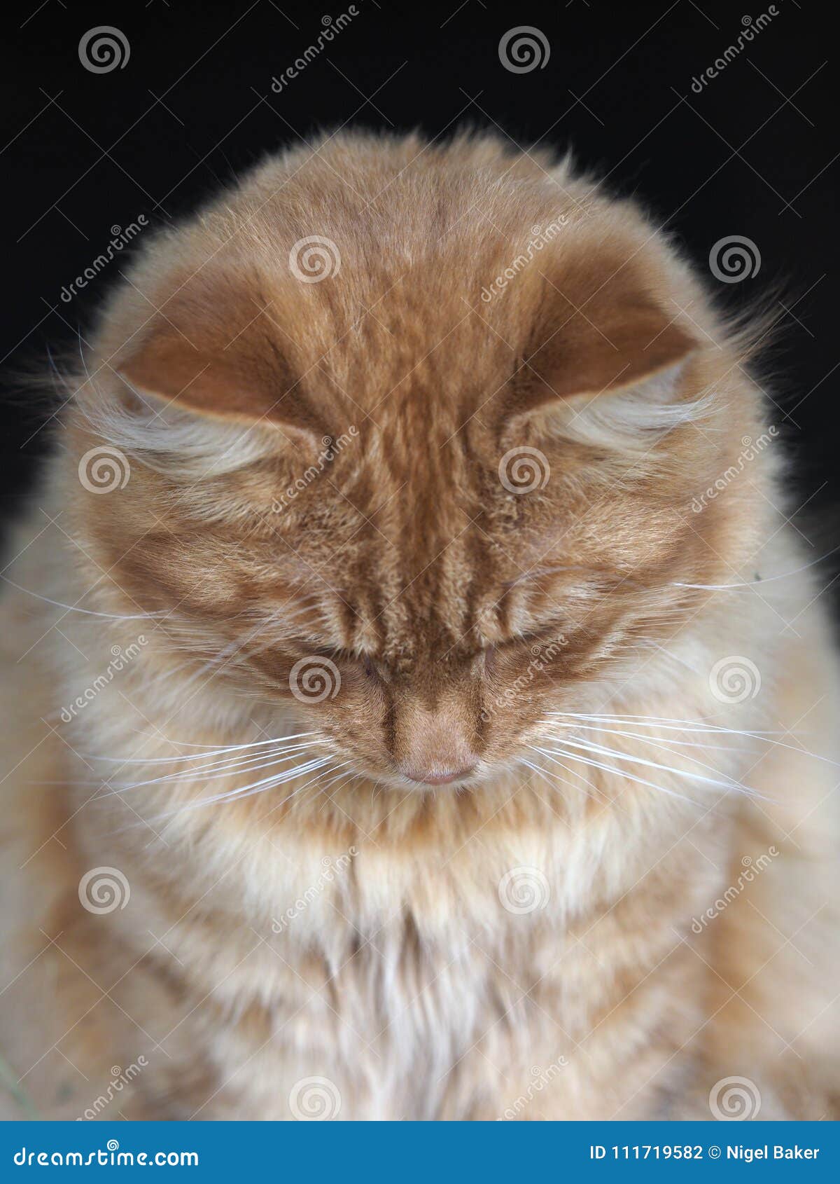 Beautiful Ginger Cat stock photo. Image of shot, head - 111719582