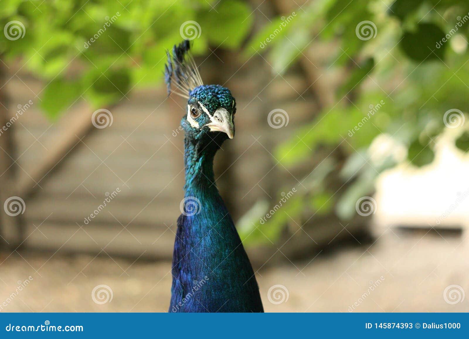 Head Shot of Beautiful Peacock Front View Stock Image - Image of male ...