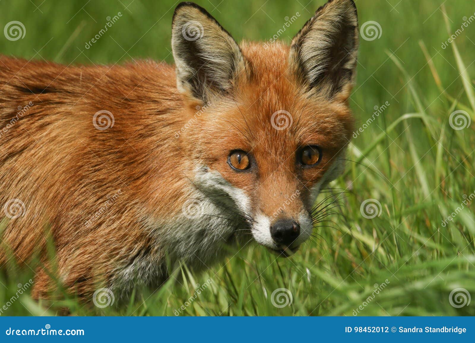 A Head Shot of a Beautiful Red Fox Vulpes Vulpes. Stock Photo - Image ...