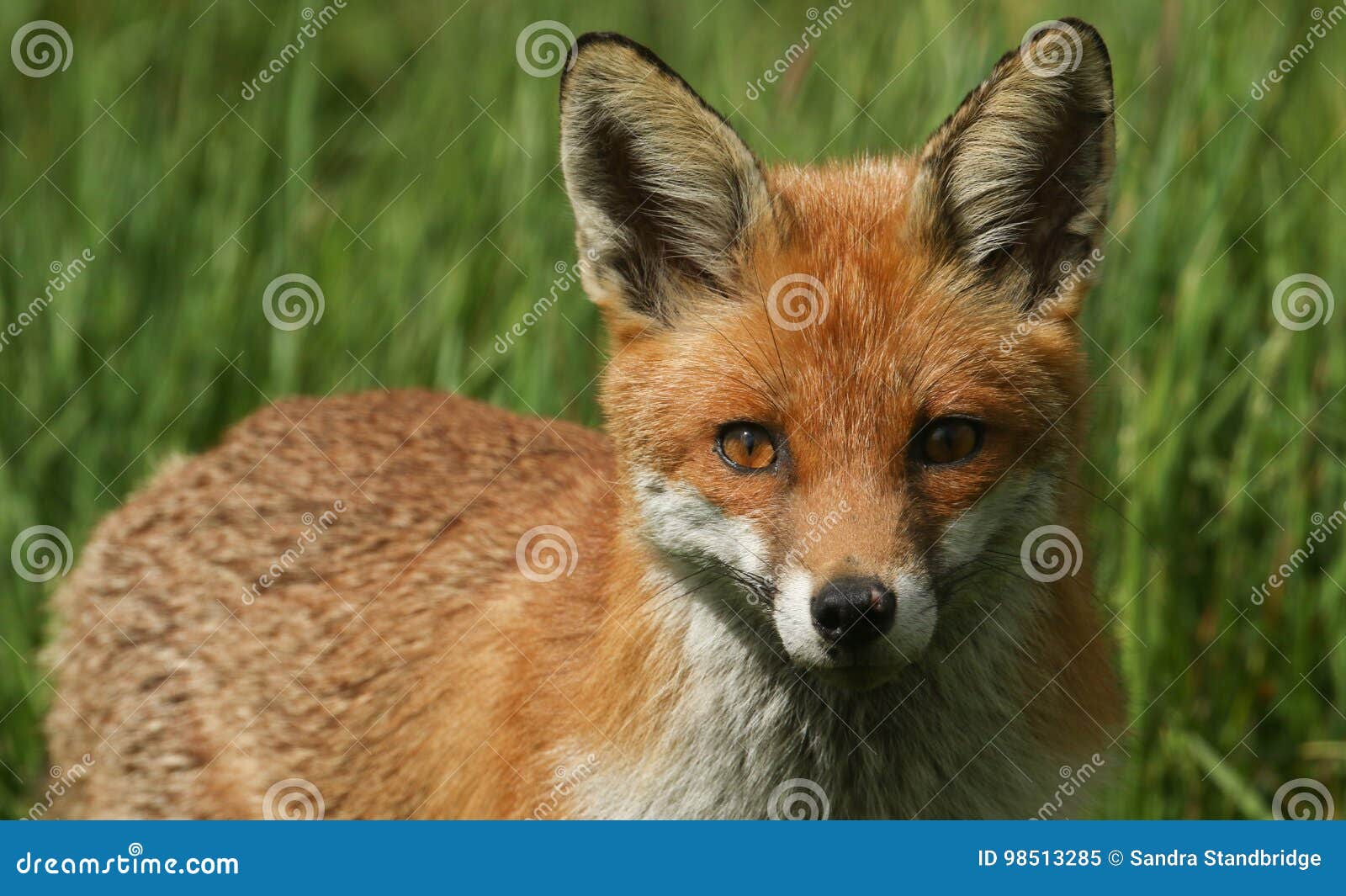 A Head Shot of a Beautiful Red Fox Vulpes Vulpes. Stock Image - Image ...