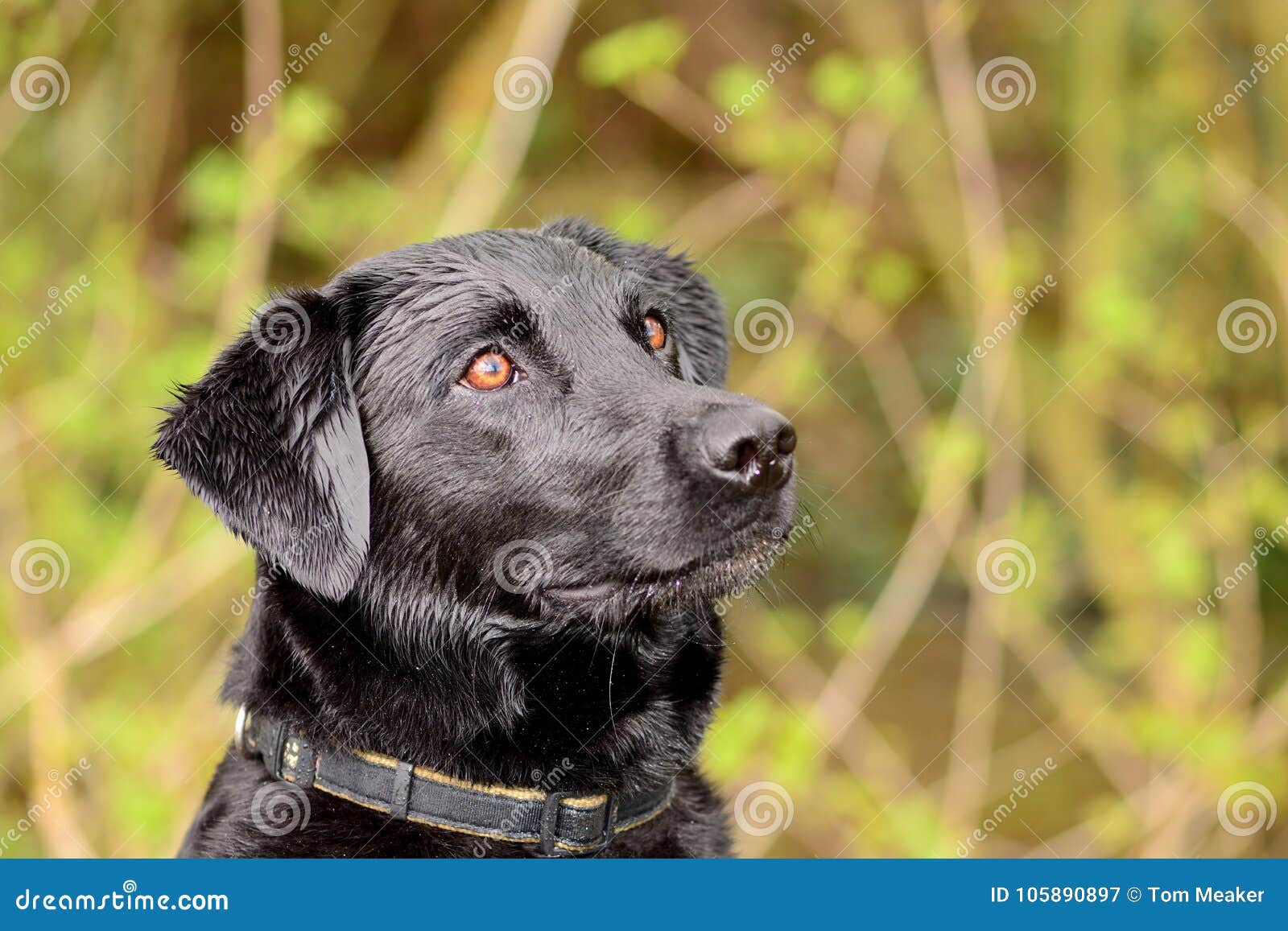 Head Shot of a Black Labrador Stock Image - Image of pets, grass: 105890897