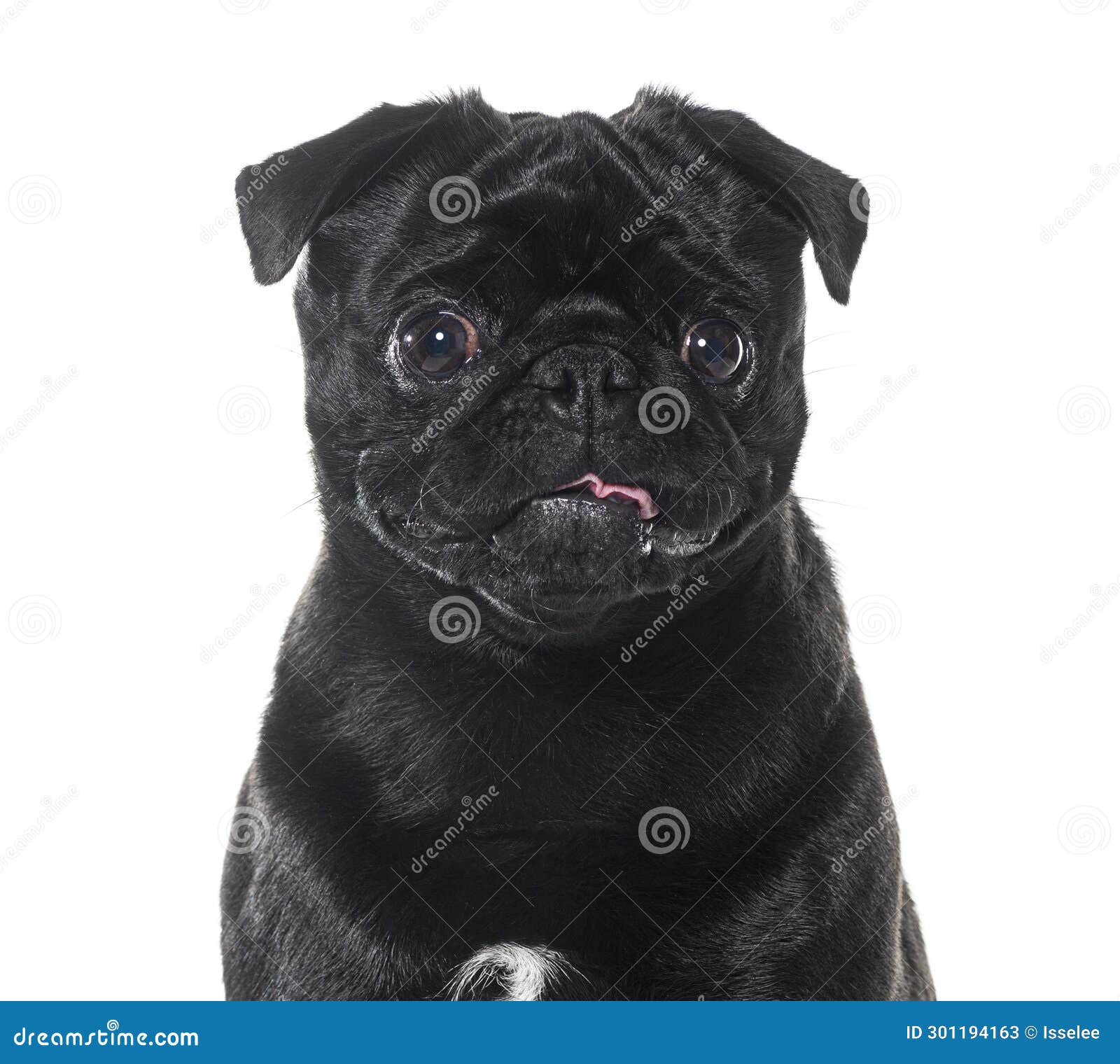 Head Shot of a Black Pug, Isolated on White Stock Image - Image of ...