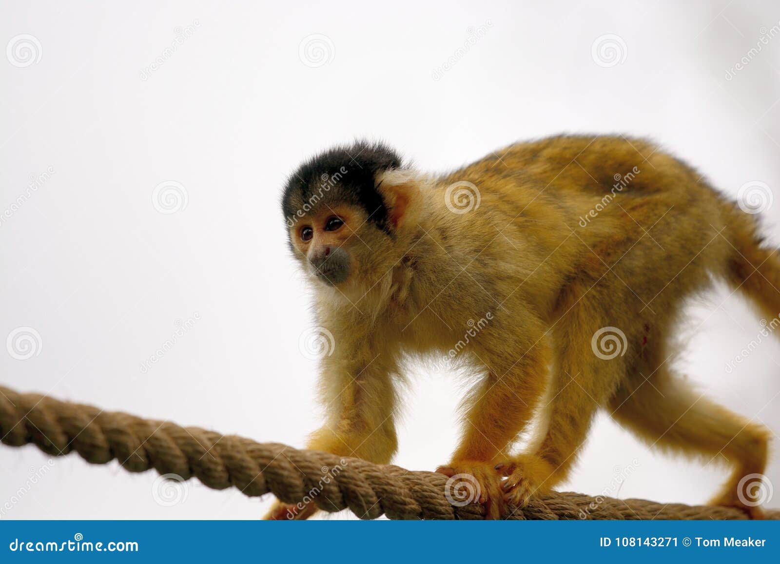 Squirrel Monkey Climbing on a Rope Stock Image - Image of animal ...