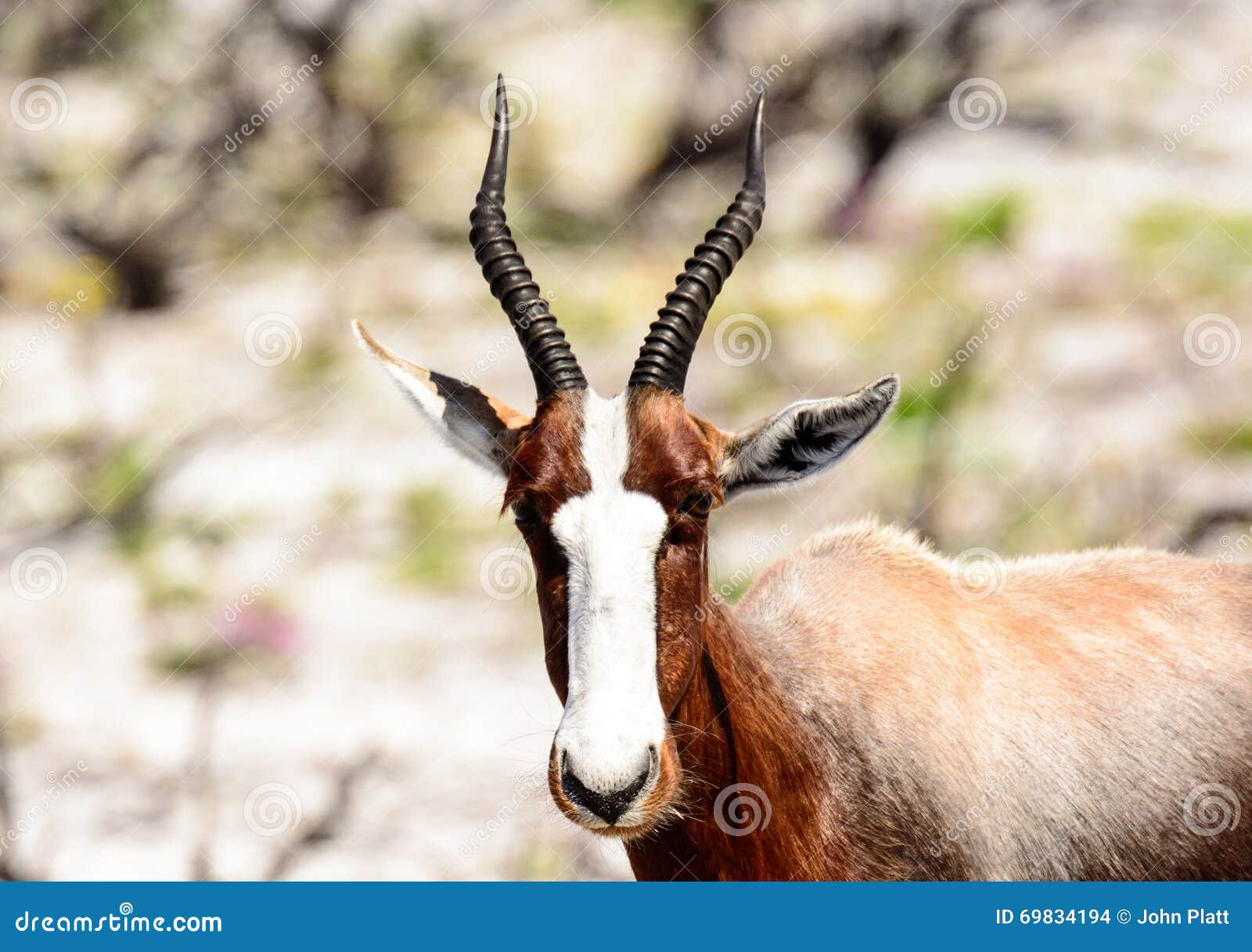 Head shot of a Bontebok stock photo. Image of face, south - 69834194