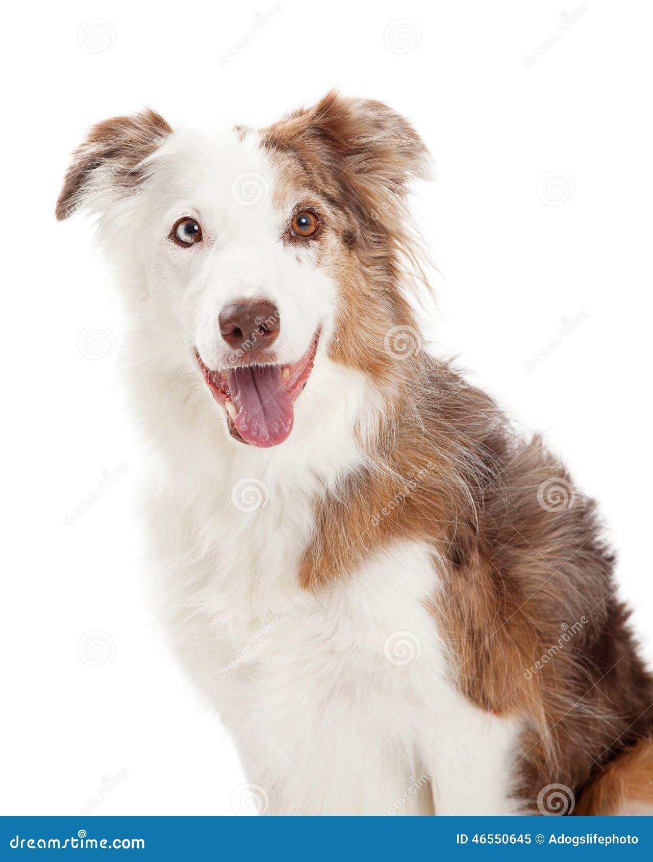 Head Shot of Border Collie Dog Stock Image - Image of breed, long: 46550645