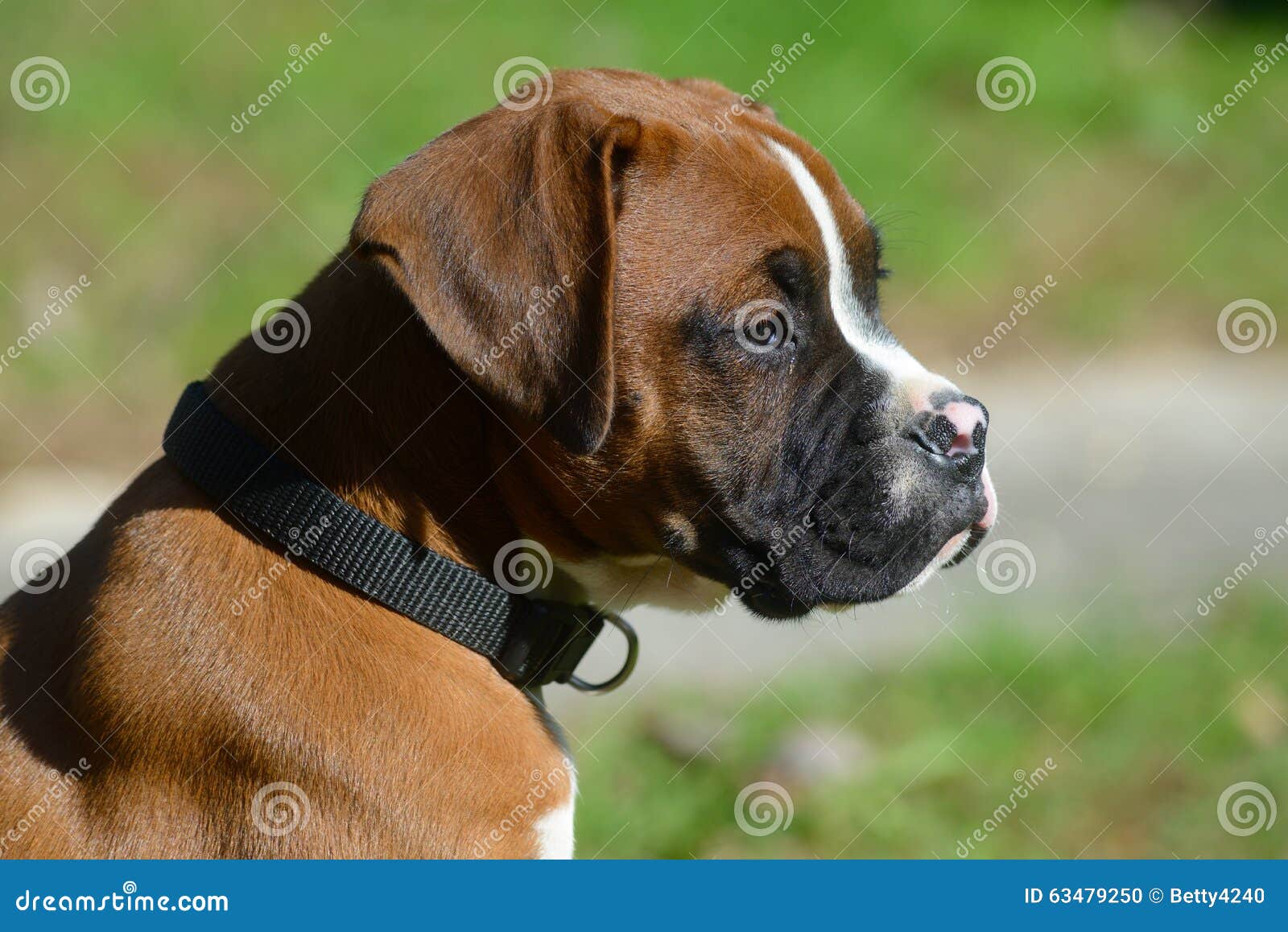 Head Shot of a Boxer Puppy. Stock Photo - Image of baby, boxer: 63479250