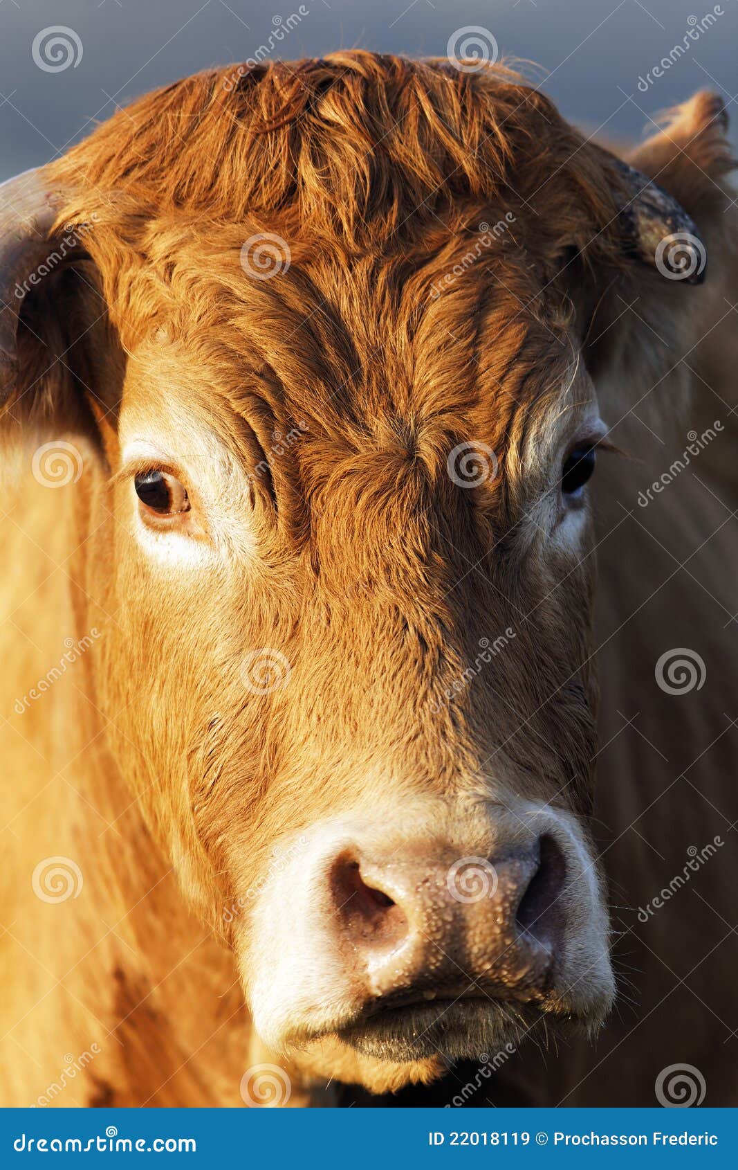 Head shot of brown cow stock image. Image of dairy, head - 22018119