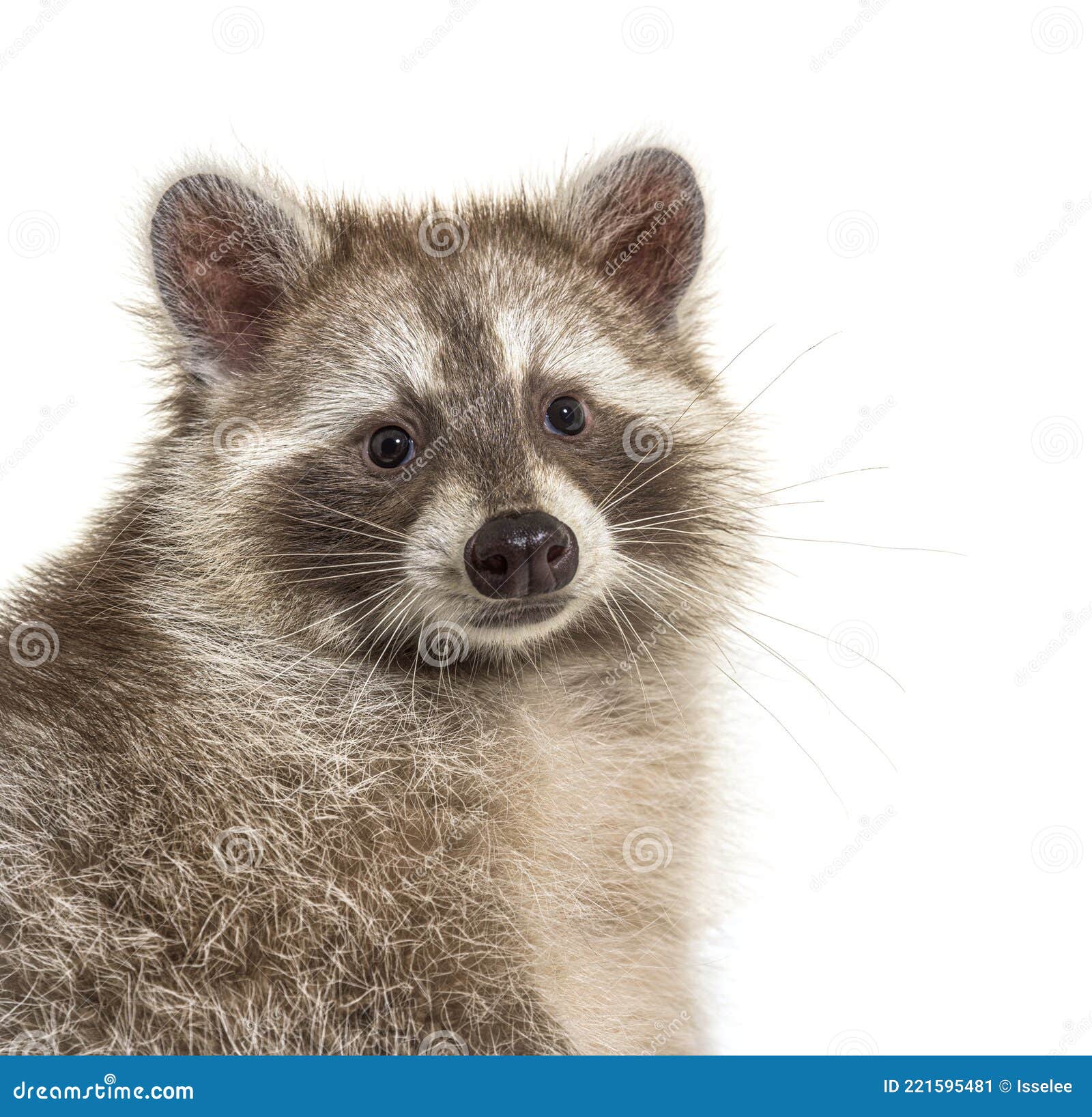 Head Shot of a Brown Raccoon Facing at the Camera, Isolated Stock Image ...