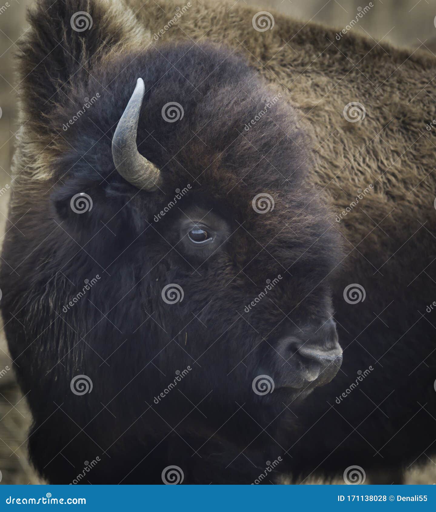 A head shot of a buffalo. stock photo. Image of shot - 171138028