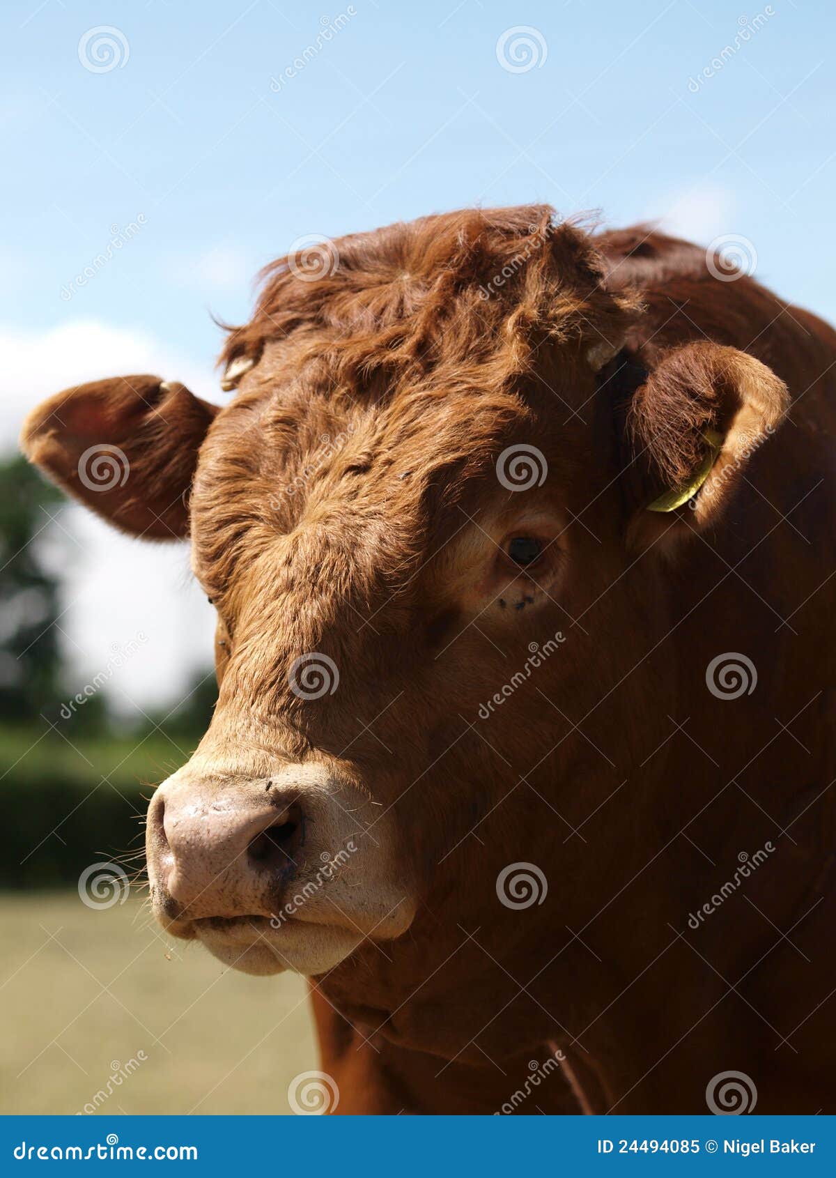 Simmental Bull Head