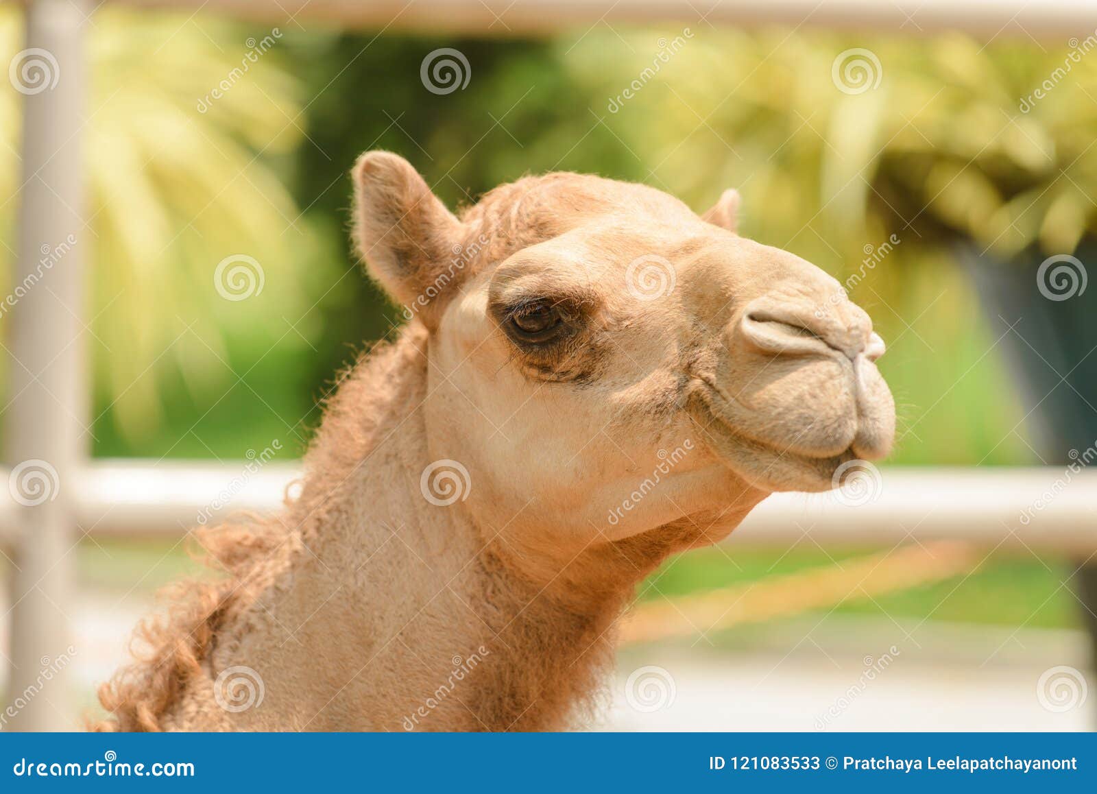 Head shot of camel stock image. Image of camel, landscape - 121083533