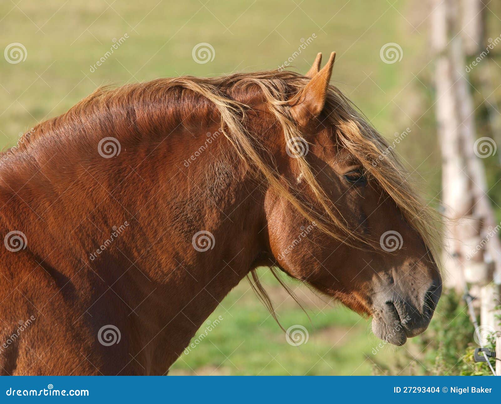 Head Shot of Chestnut Stallion Stock Photo - Image of alert, single ...