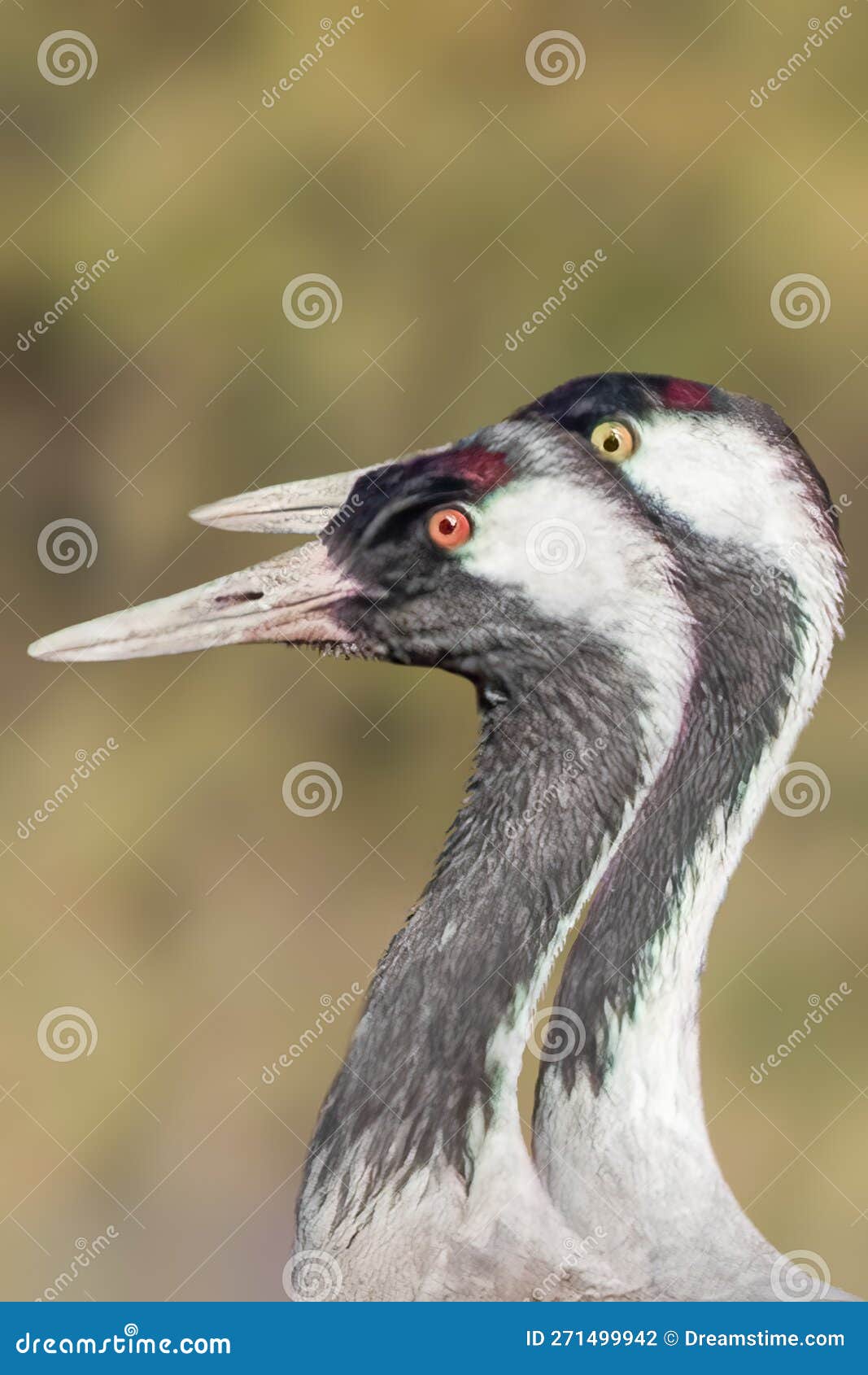 Head Shot of common cranes stock photo. Image of background - 271499942