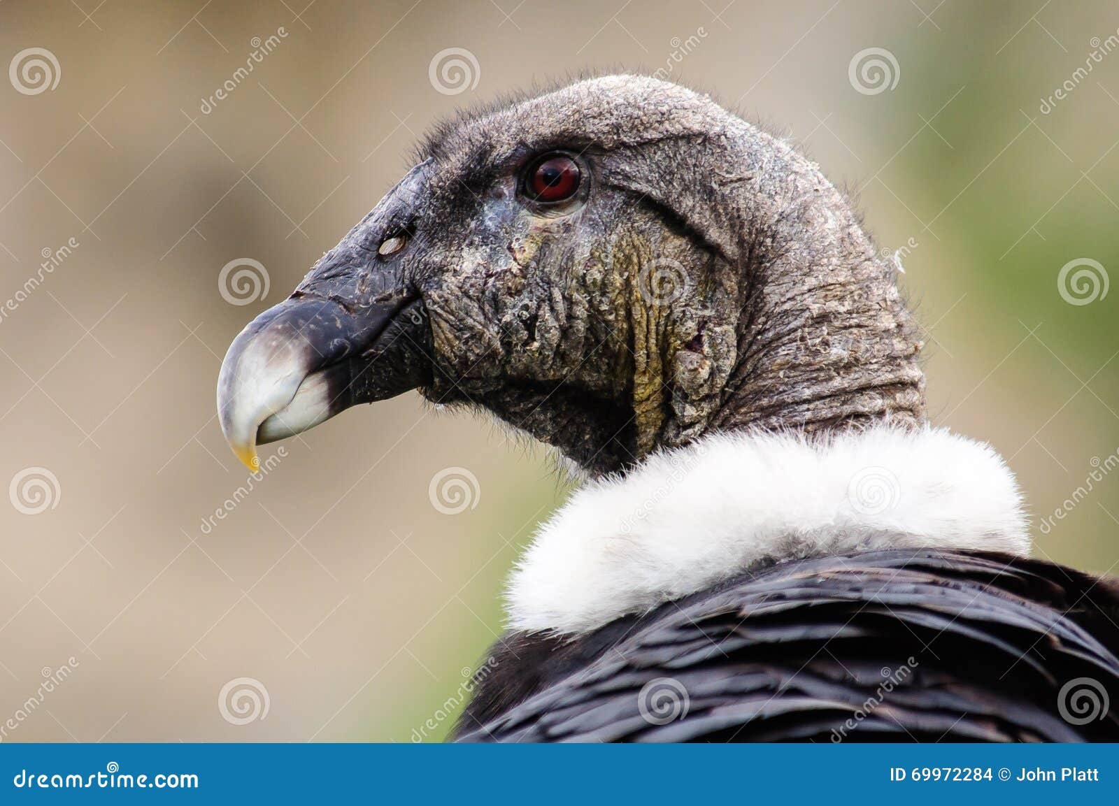 Head shot of a condor stock photo. Image of birds, scavenger - 69972284