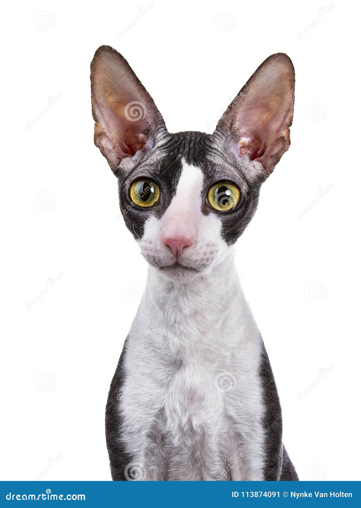 Head Shot of Cornish Rex Cat Stock Image - Image of face, domestic ...