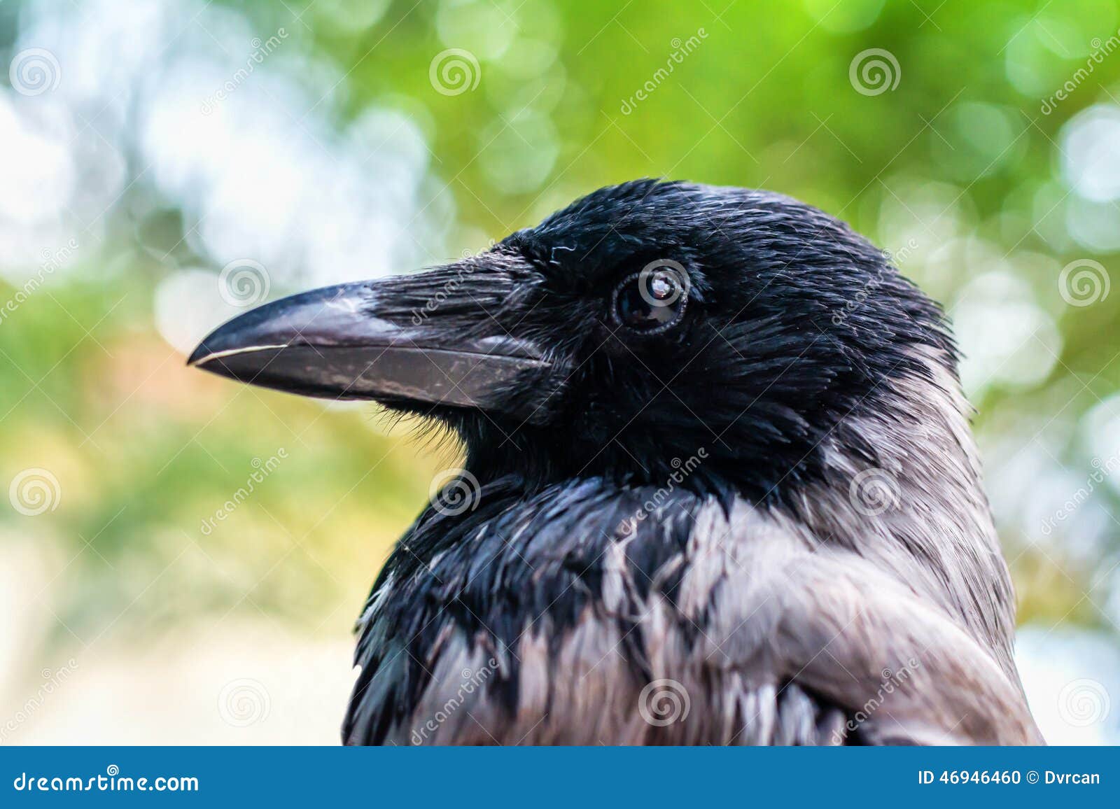 Head shot of a Crow stock photo. Image of daylight, head - 46946460