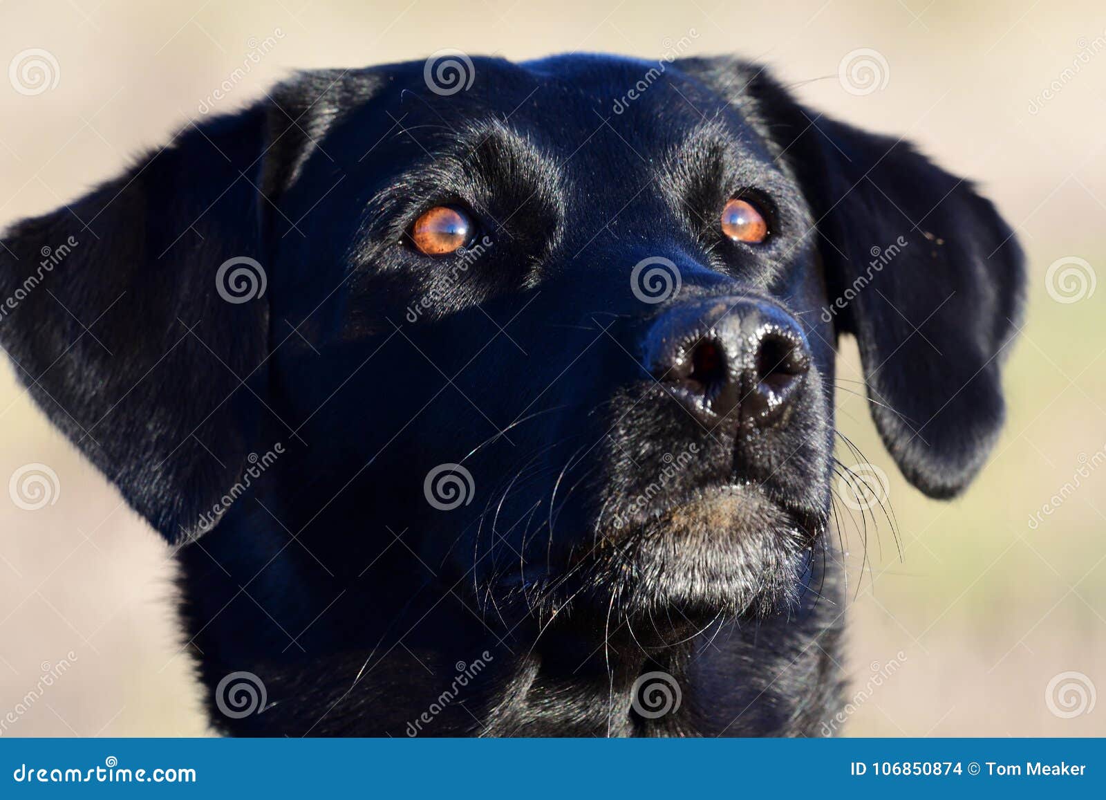 Head Shot of a Cute Black Labrador Stock Photo - Image of pets, daytime ...