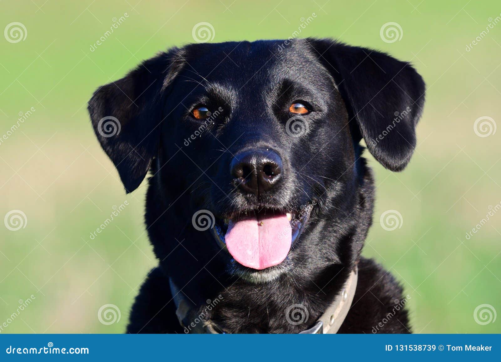 Black Labrador portrait stock image. Image of domestic - 131538739