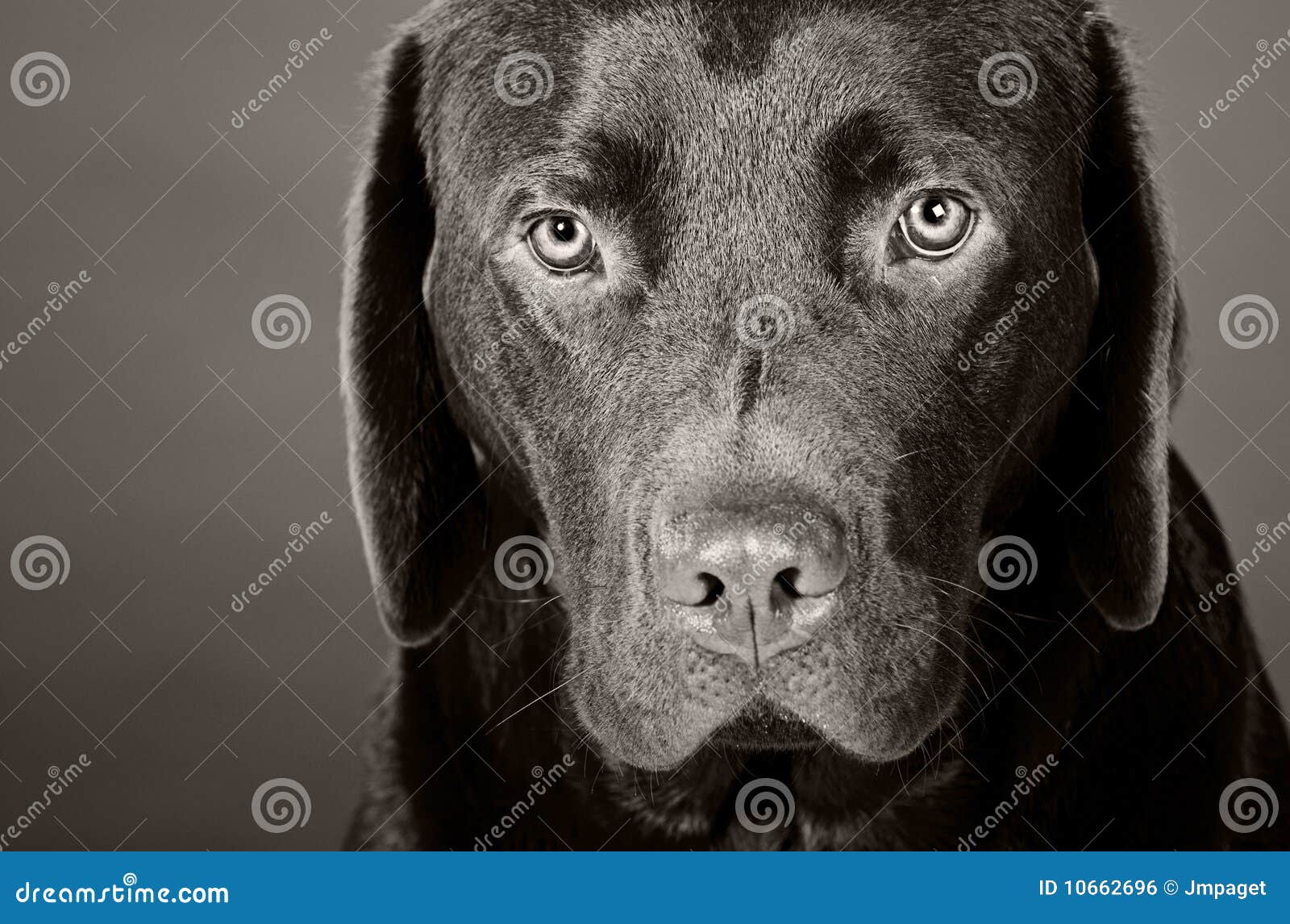 Head Shot of a Cute Labrador Puppy Stock Photo - Image of chocolate ...