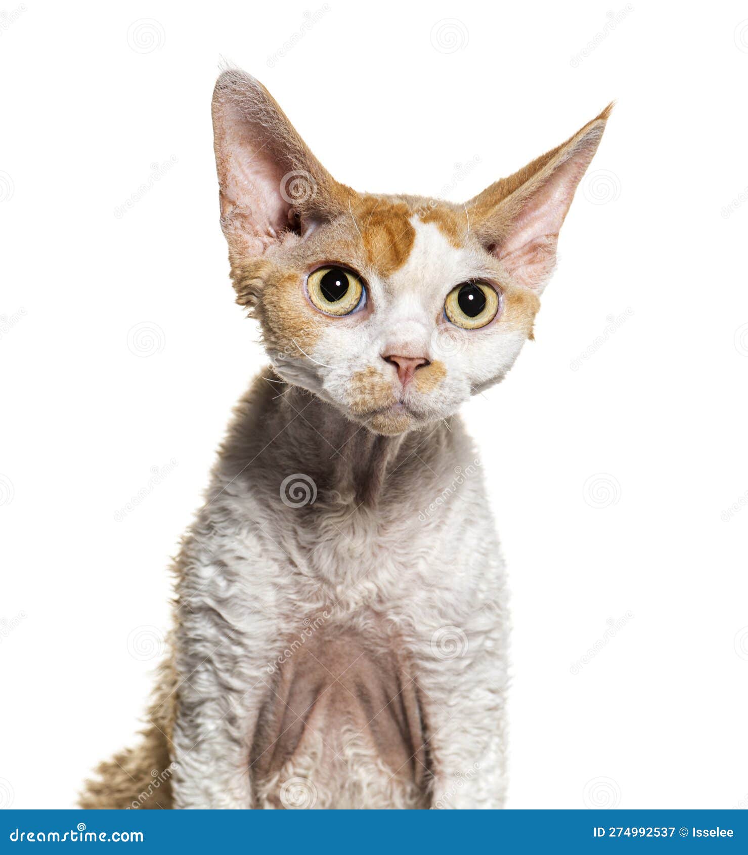 Head Shot of a Devon Rex Cat, Isolated on White Stock Image - Image of ...