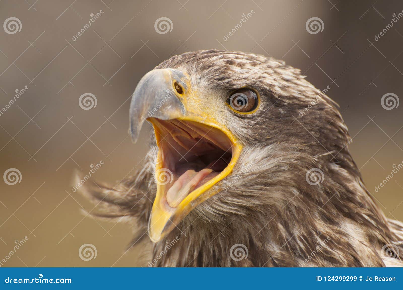 Crying Eagle Stock Photos - Download 41 Images