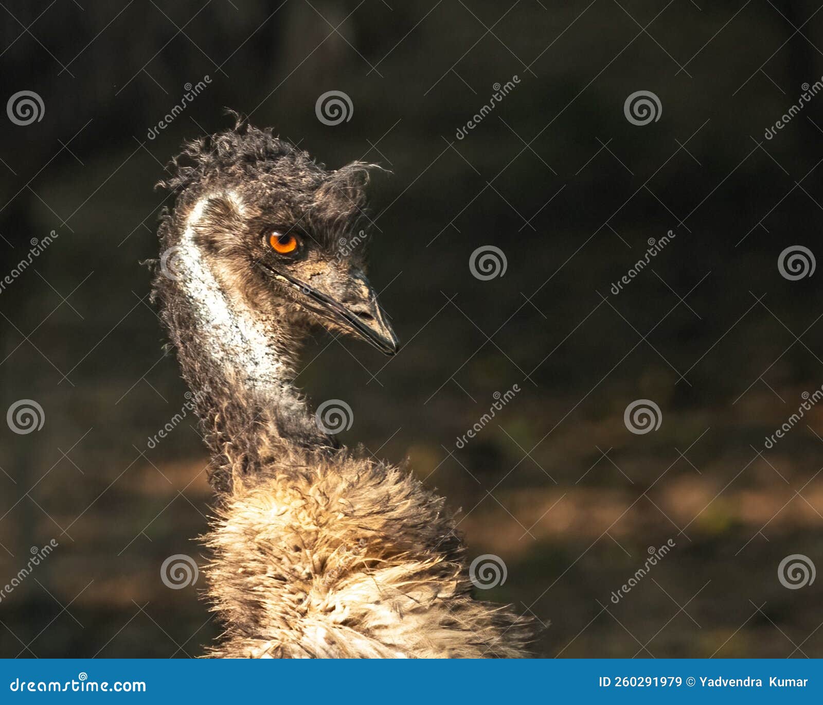 A Head Shot of a Emu stock image. Image of curious, flightless - 260291979