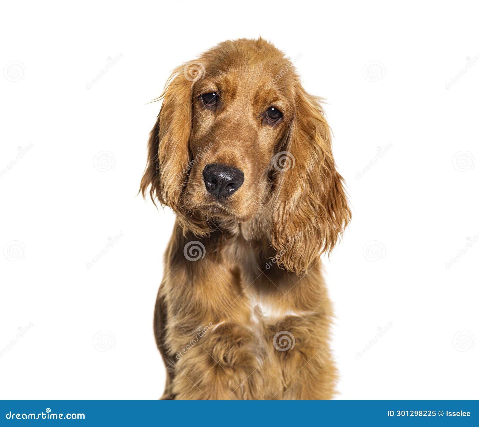 Head Shot of a English Cocker Spaniel Looking at the Camera, Isolated ...