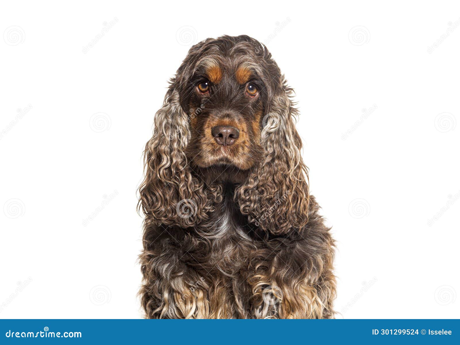 Head Shot of a English Cocker Spaniel Looking at the Camera, Isolated ...