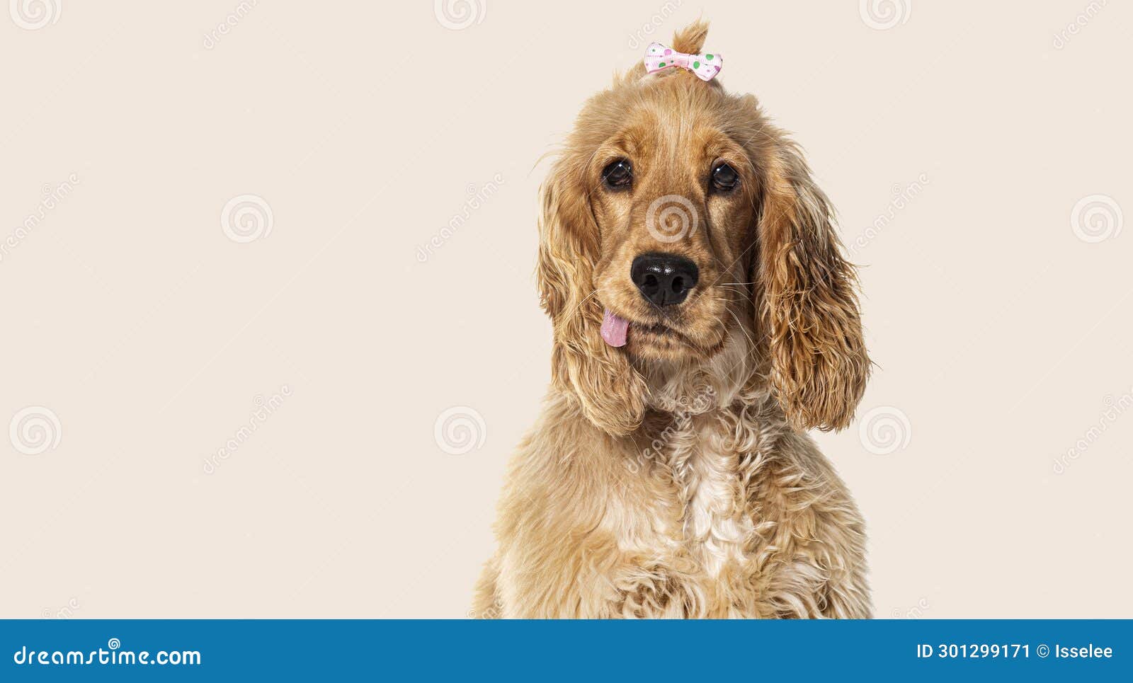Head Shot of a English Cocker Spaniel Making a Face on Brown Background ...