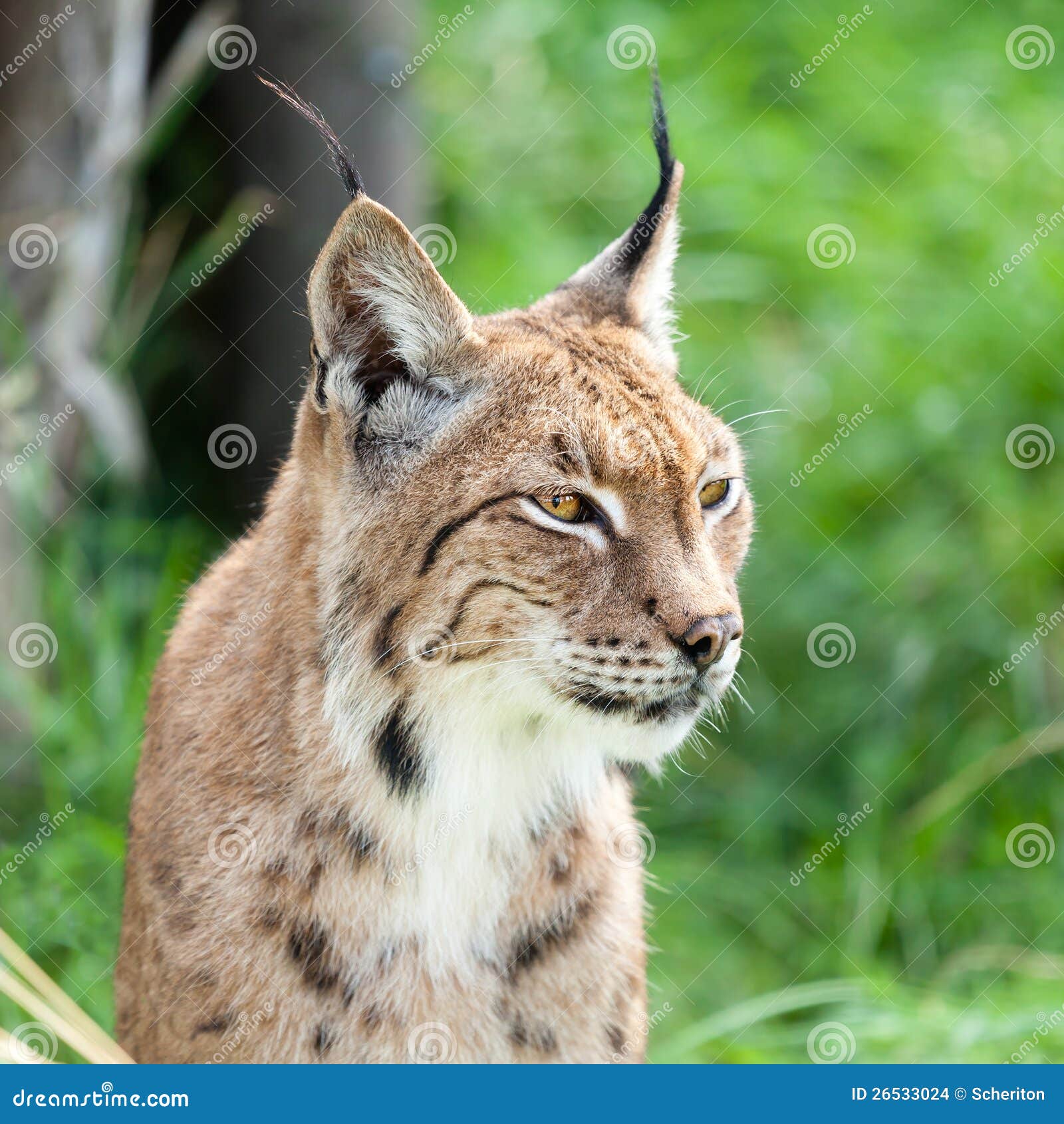 Head Shot of Eurasian Lynx stock photo. Image of spotted - 26533024