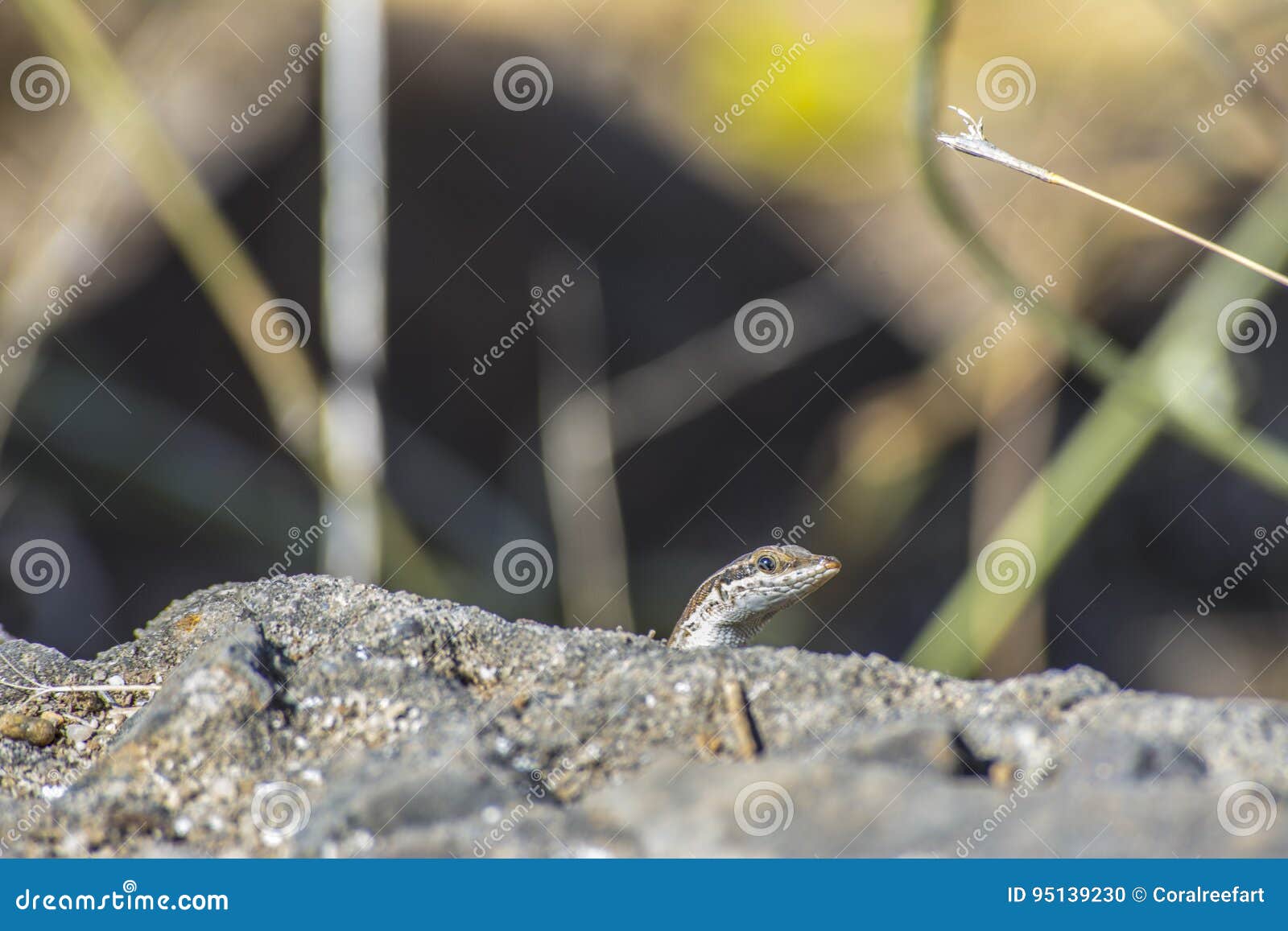 Head Shot of Fan Throated Lizard Stock Photo - Image of color, creature ...