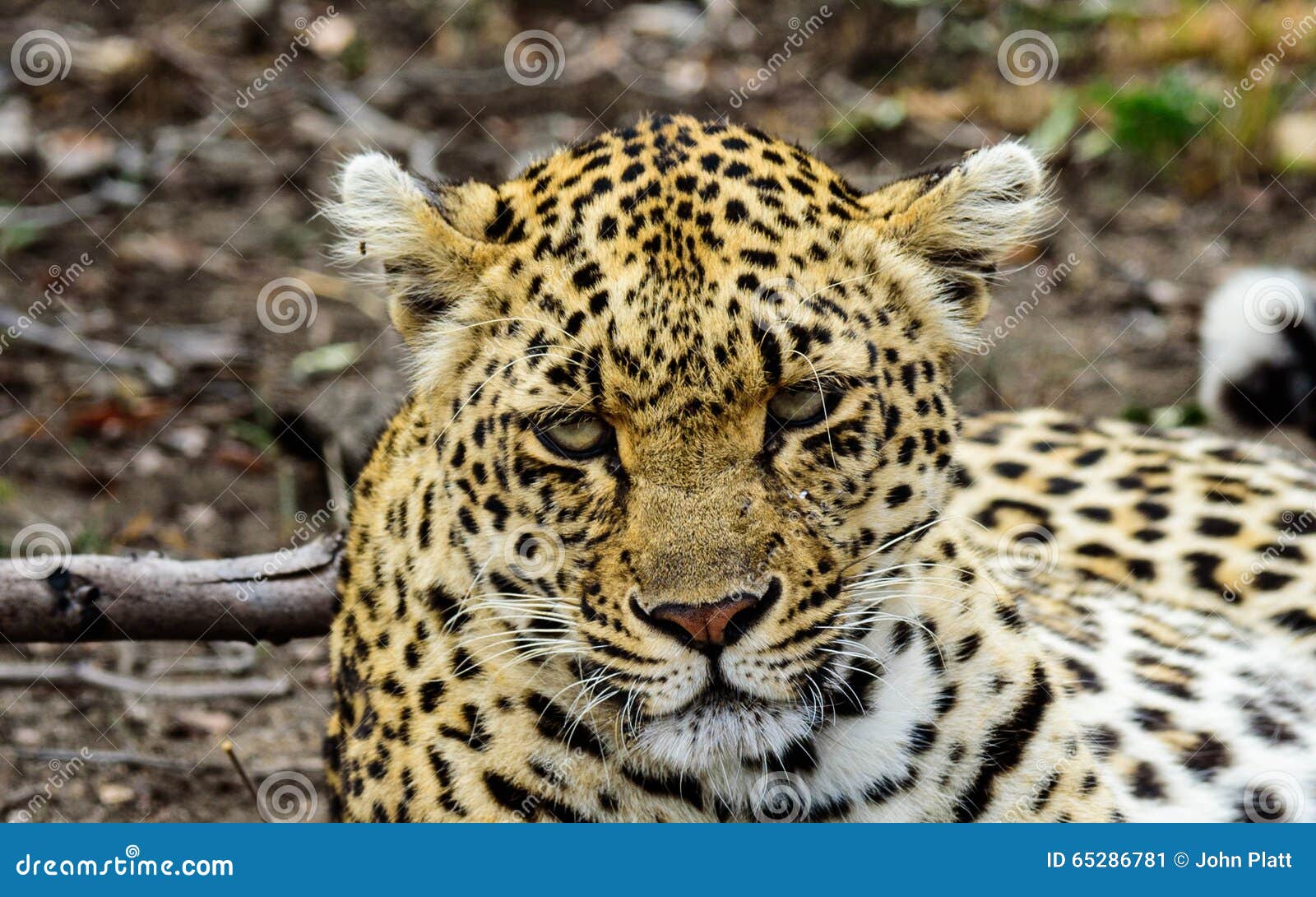 Head Shot of a Female Leopard Stock Image - Image of sands, cats: 65286781