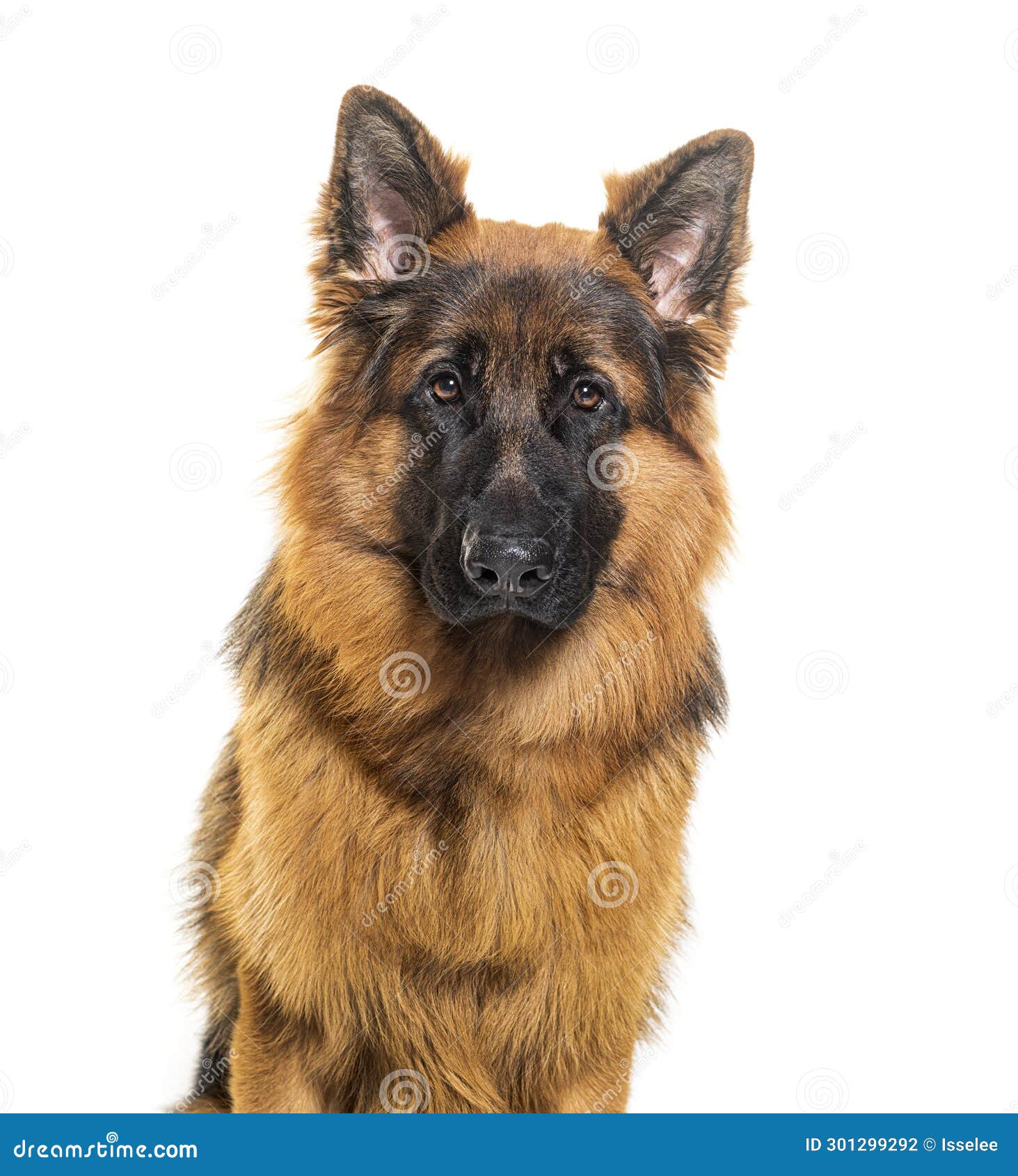 Head Shot of a German Shepherd Looking at the Camera, Isolated on White ...