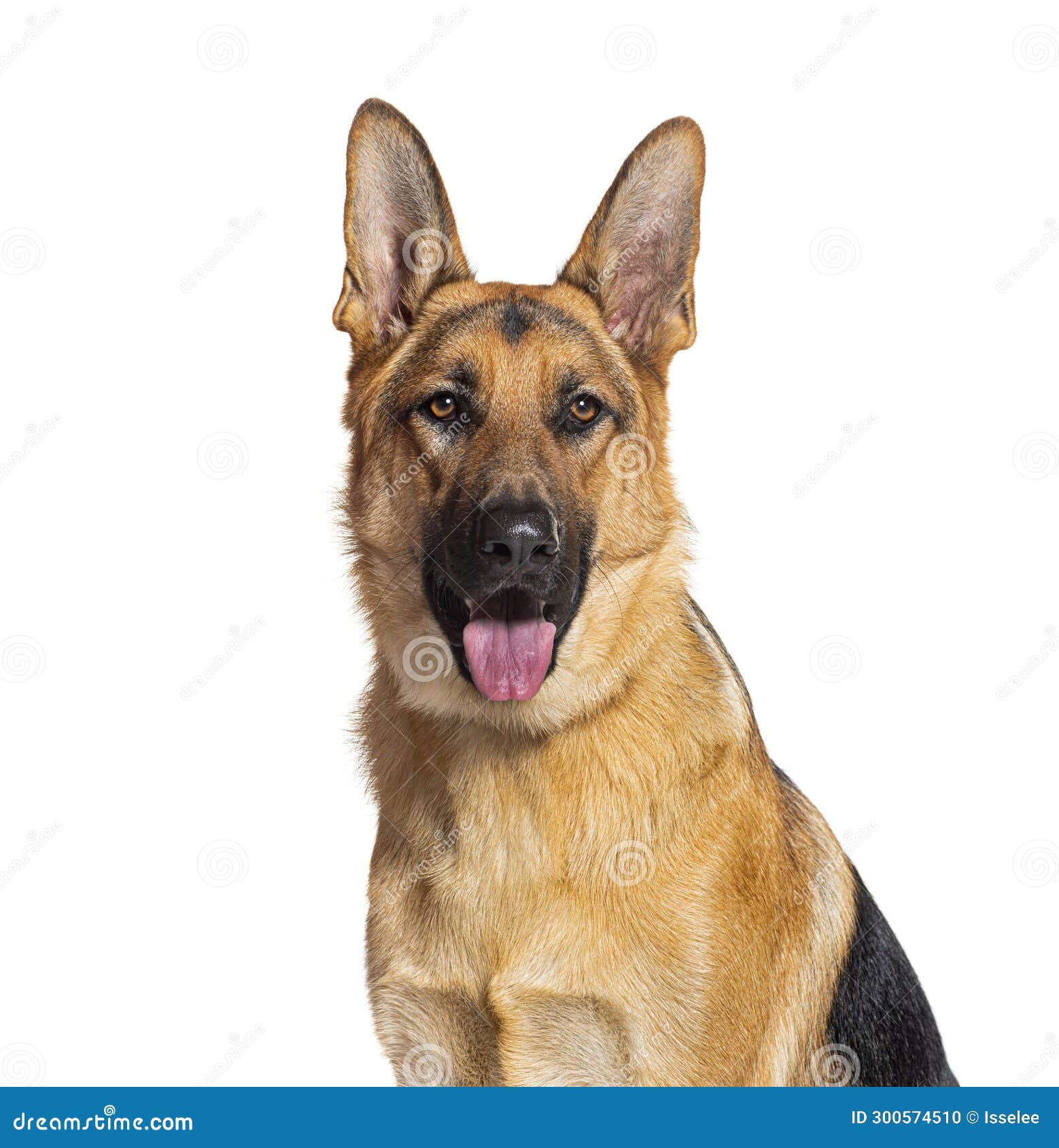 Head Shot of a German Shepherd Panting and Looking at the Camera ...