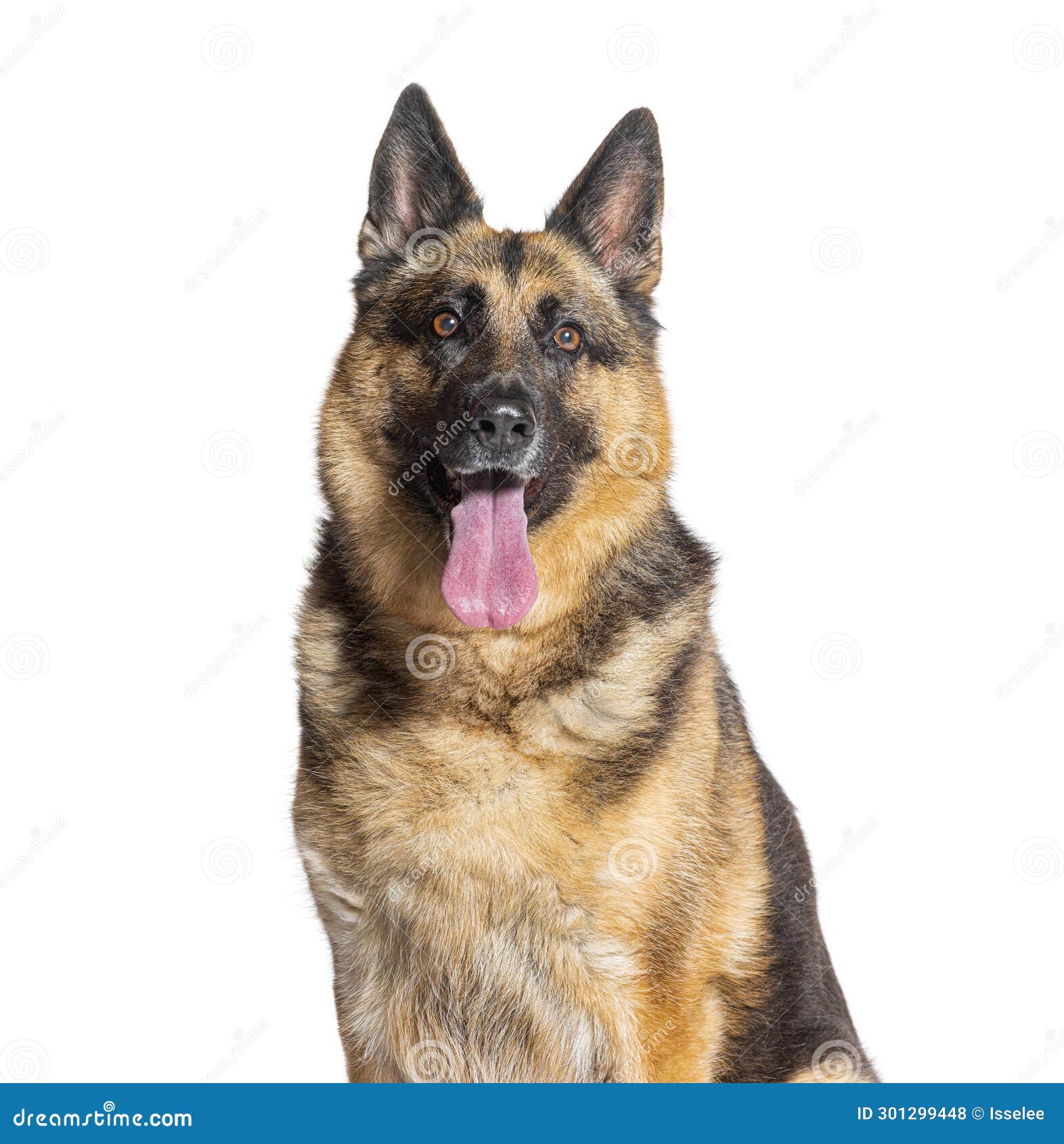 Head Shot of a German Shepherd Panting and Looking at the Camera ...