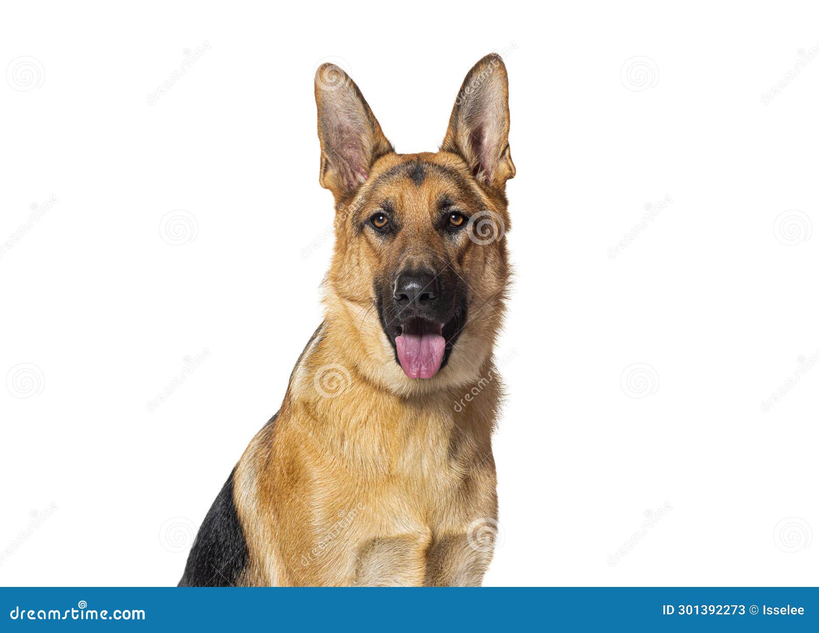 Head Shot of a German Shepherd Panting and Looking at the Camera ...