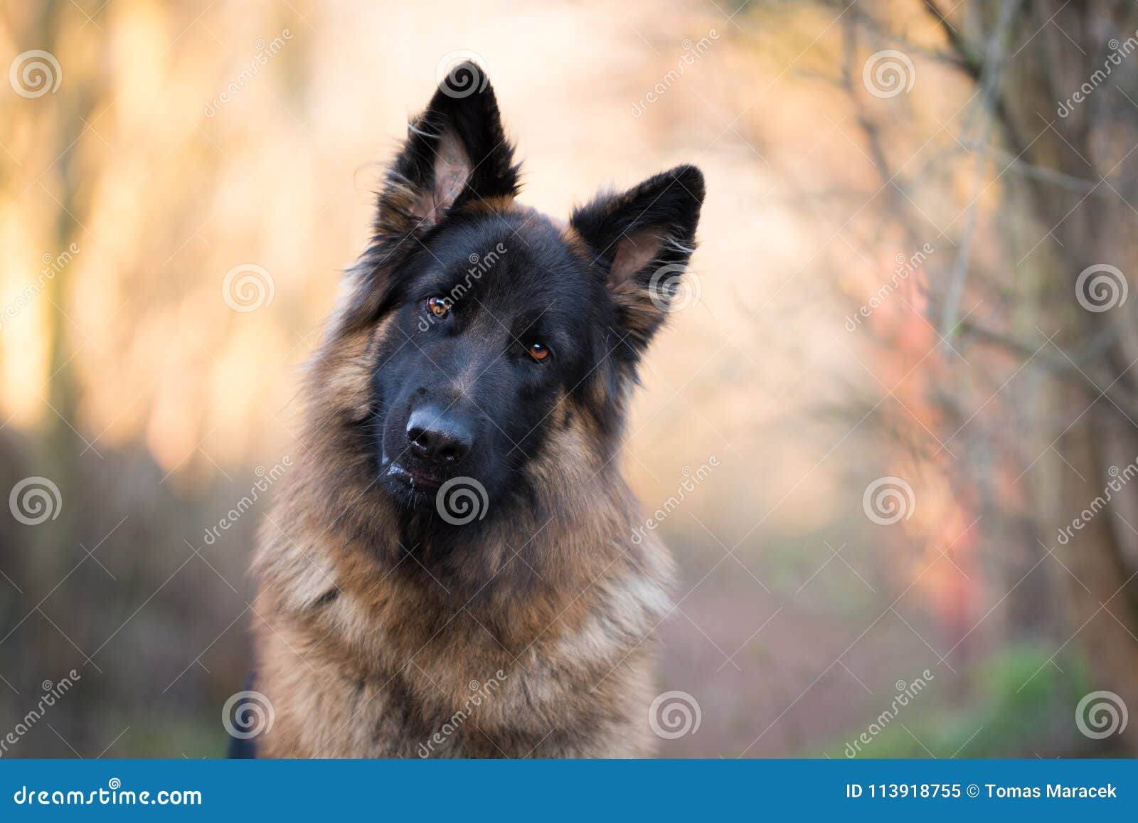 Head Shot of German Shepherd in Spring Morning Sun Stock Image - Image ...