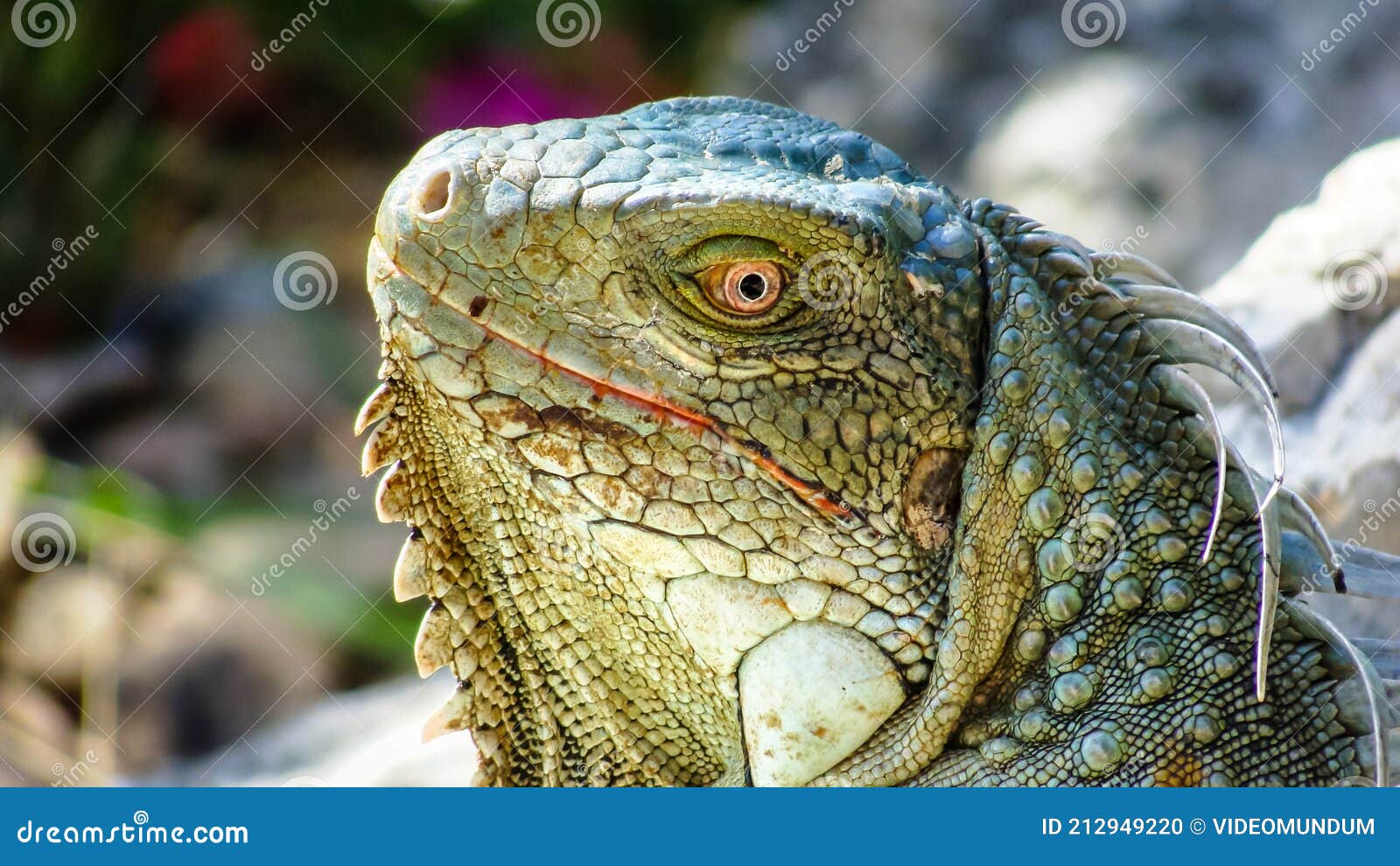 Head Shot of a Giant Lizard Stock Photo - Image of detailled, caribbean ...