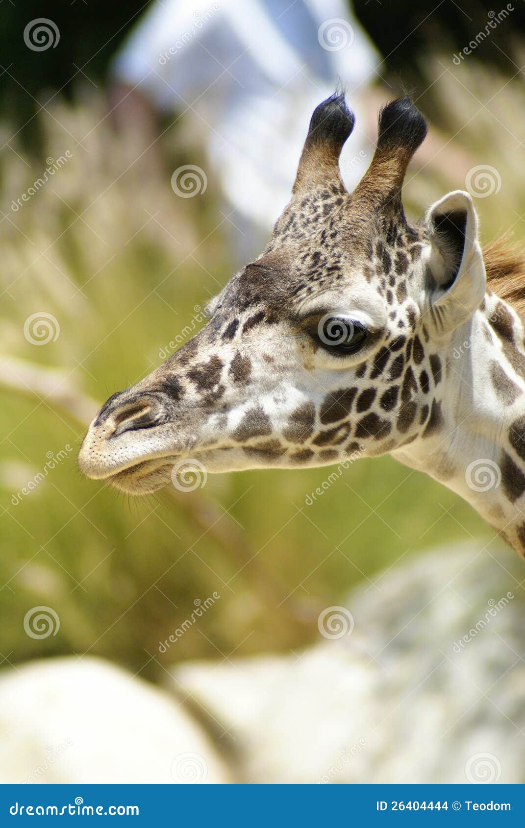 Head Shot of a Giraffe stock photo. Image of pattern - 26404444