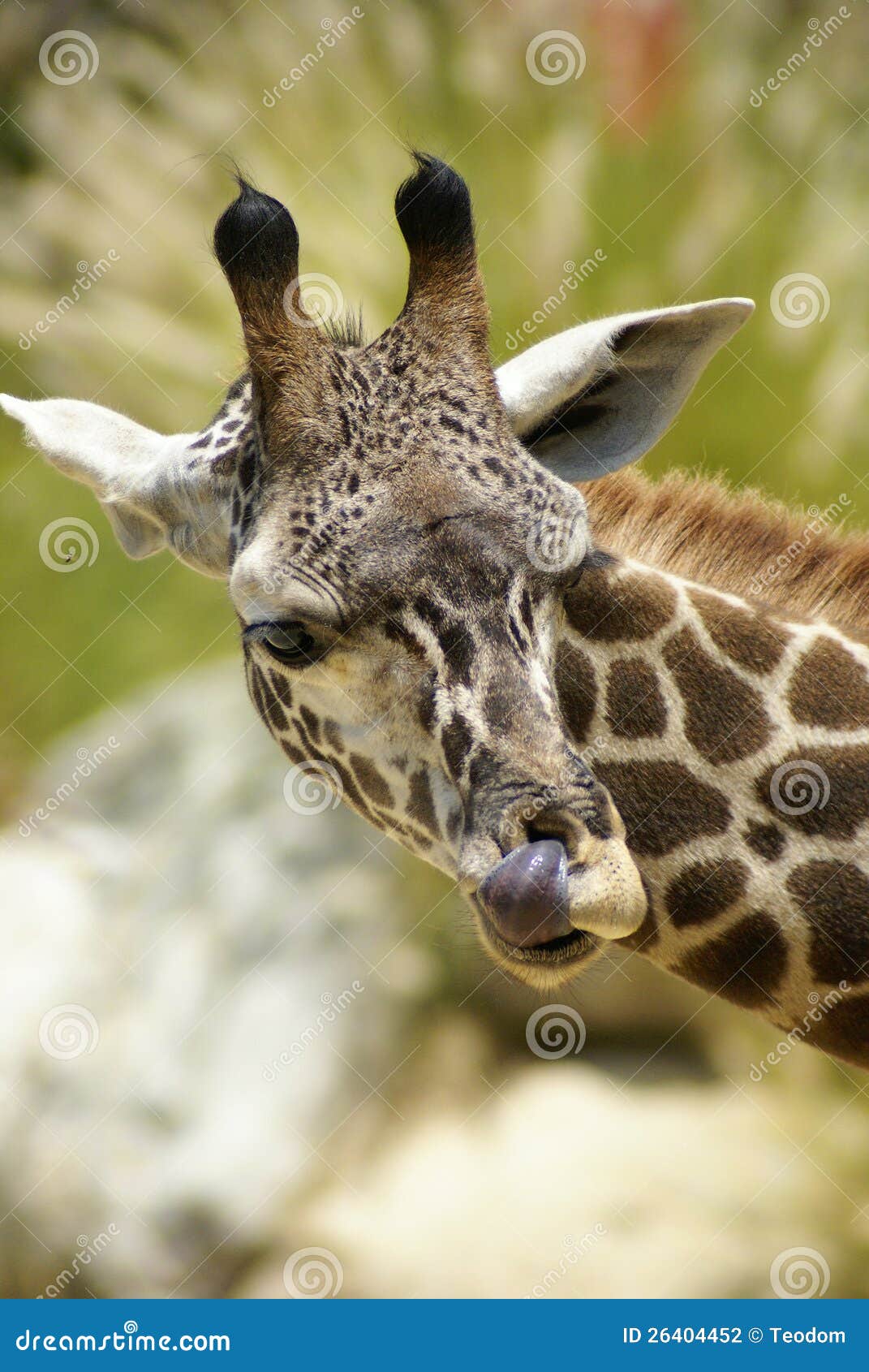 Head Shot of a Giraffe stock photo. Image of giraffe - 26404452
