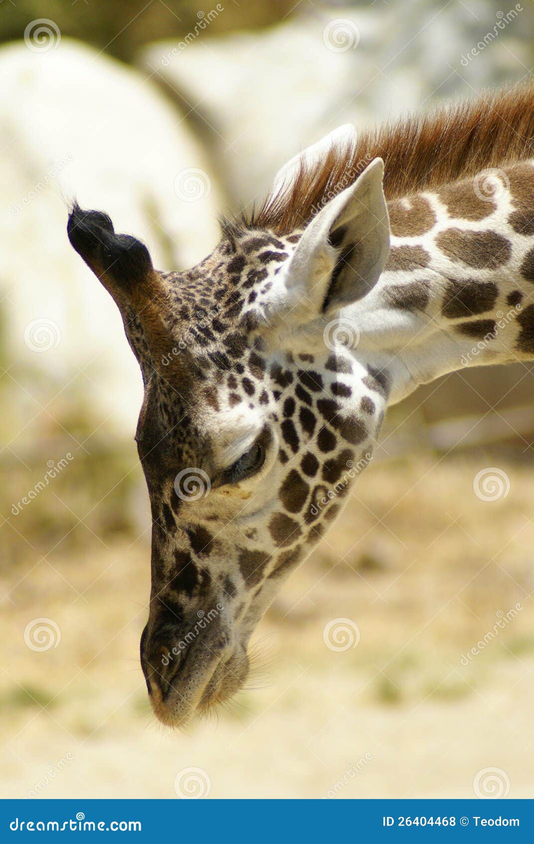 Head Shot of a Giraffe stock photo. Image of brown, long - 26404468