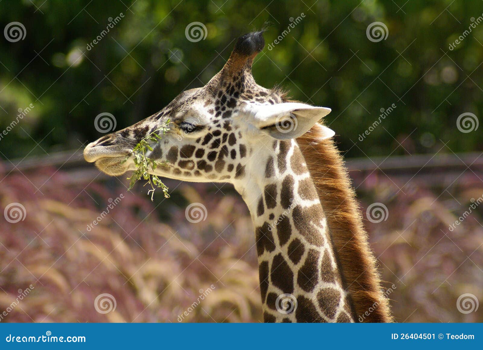 Head Shot of a Giraffe stock image. Image of giraffe - 26404501