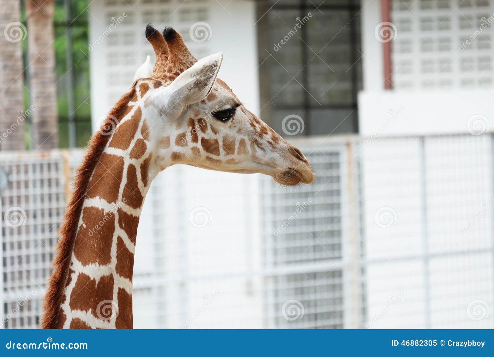 Head shot of the giraffe stock image. Image of masai - 46882305