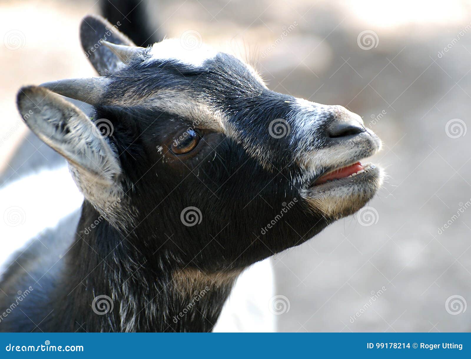 Baaing Goat Stock Photos - Free & Royalty-Free Stock Photos from Dreamstime