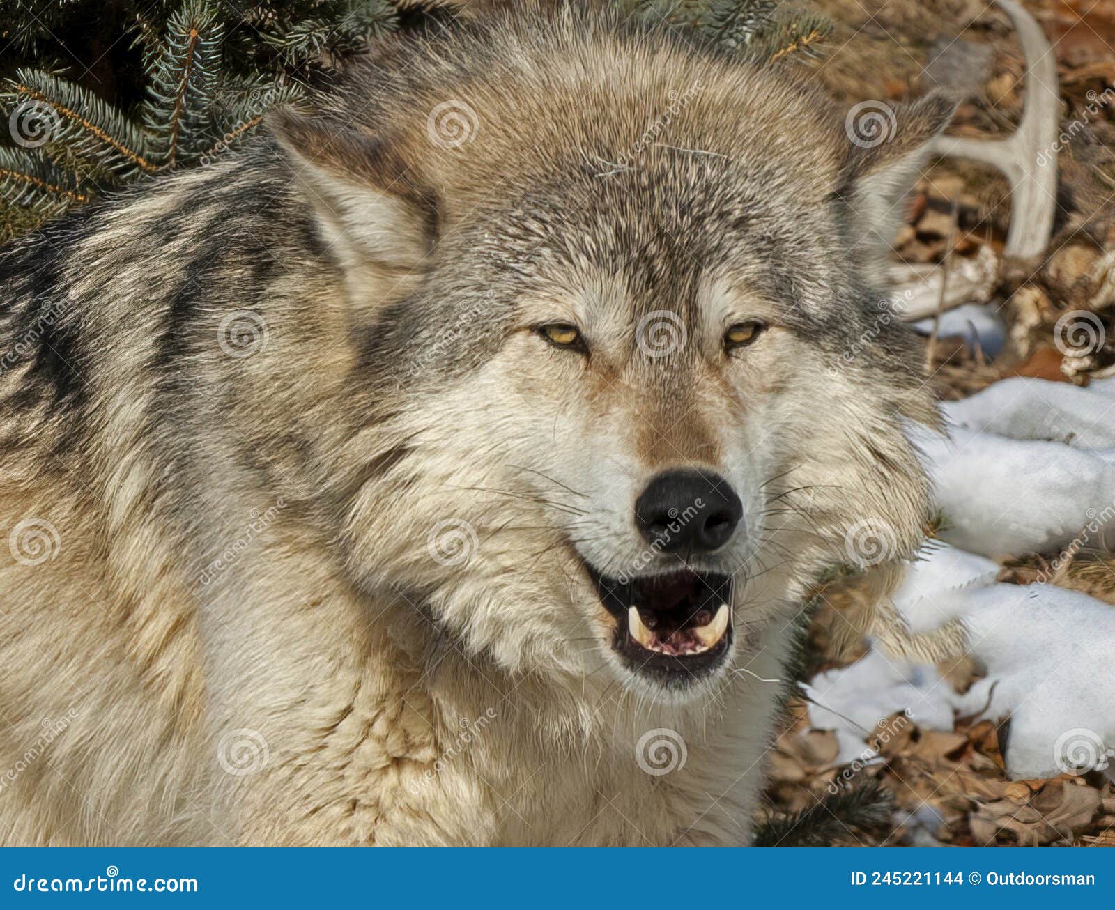 Close Up of Timber Wolf,head Shot Stock Photo - Image of wolf, predator ...
