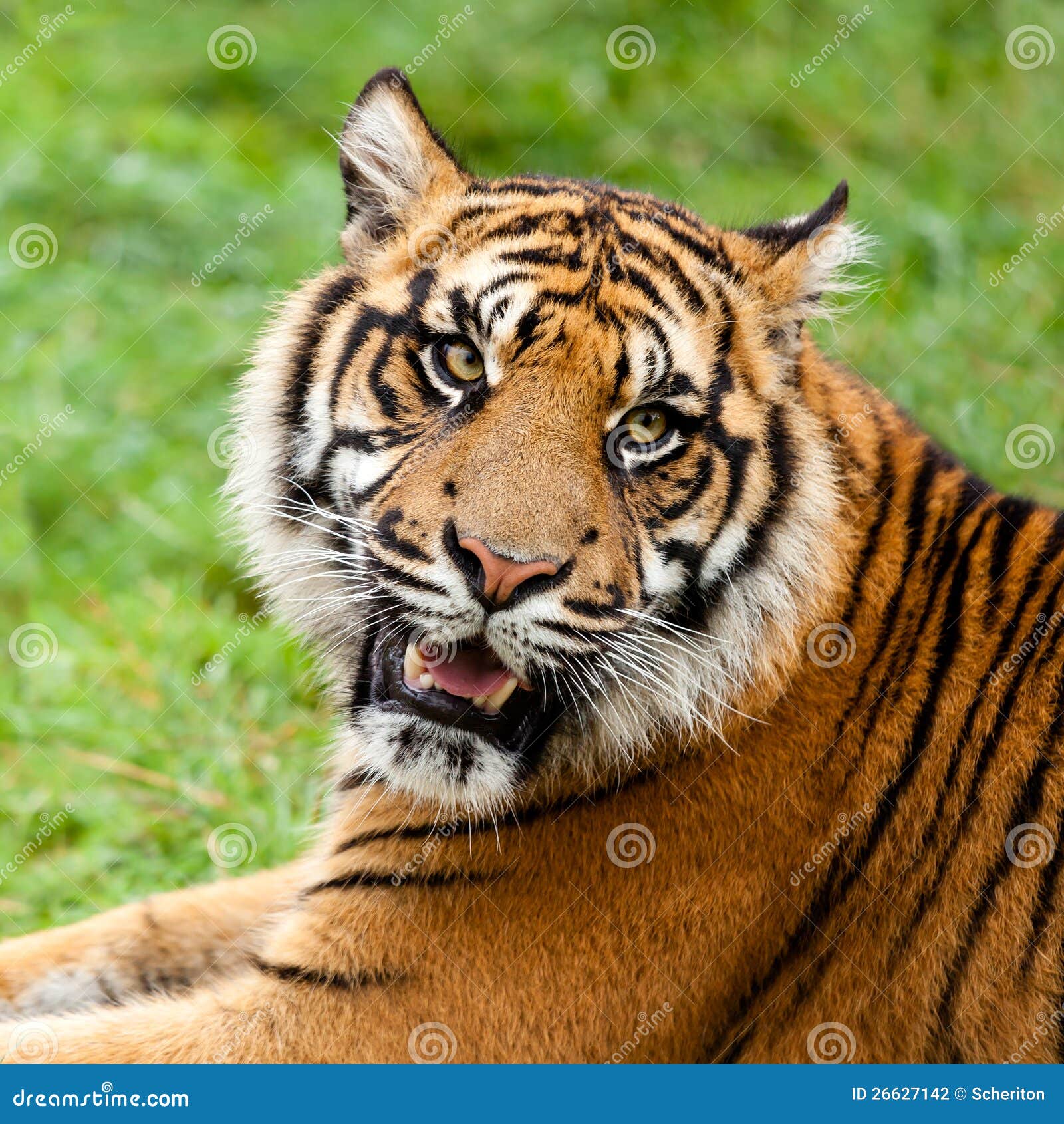 Head Shot of Growling Sumatran Tiger Stock Photo - Image of predator ...