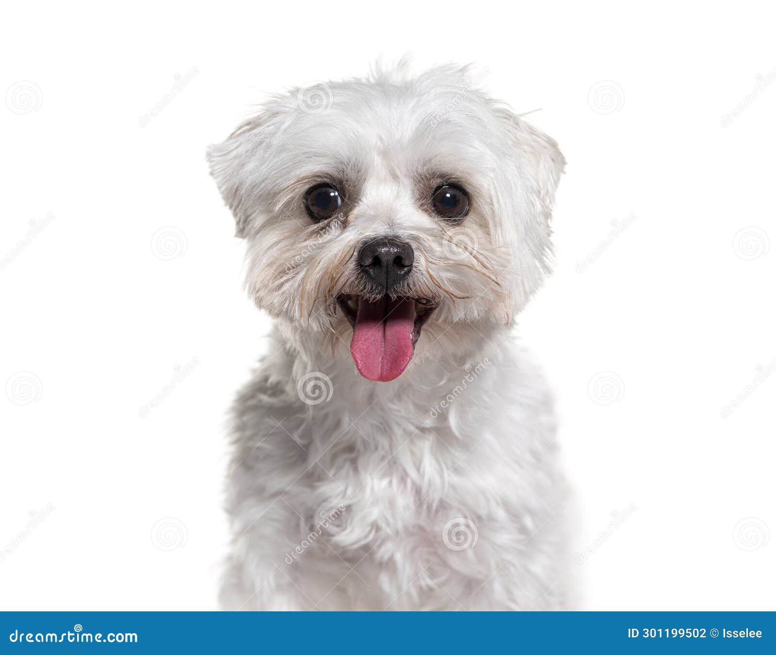 Head Shot of an Happy Maltese Panting, Isolated on White Stock Photo ...